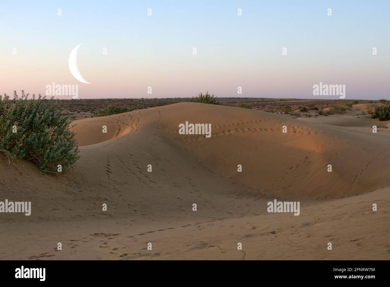 Night desert and the traces of the desert dwellers Stock Photo - Alamy