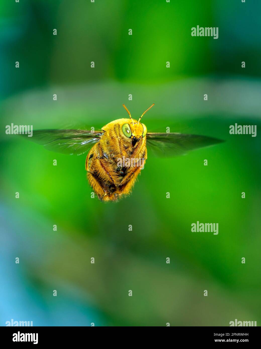Carpenter bee in flight hi-res stock photography and images - Alamy