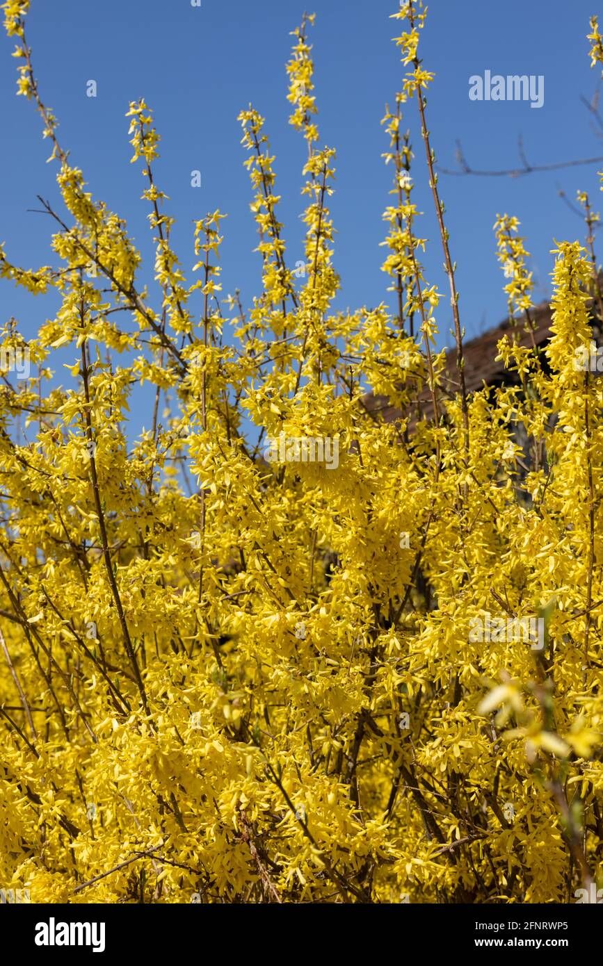 Forsythia europaea bush with yellow flowers blooming early spring Stock ...