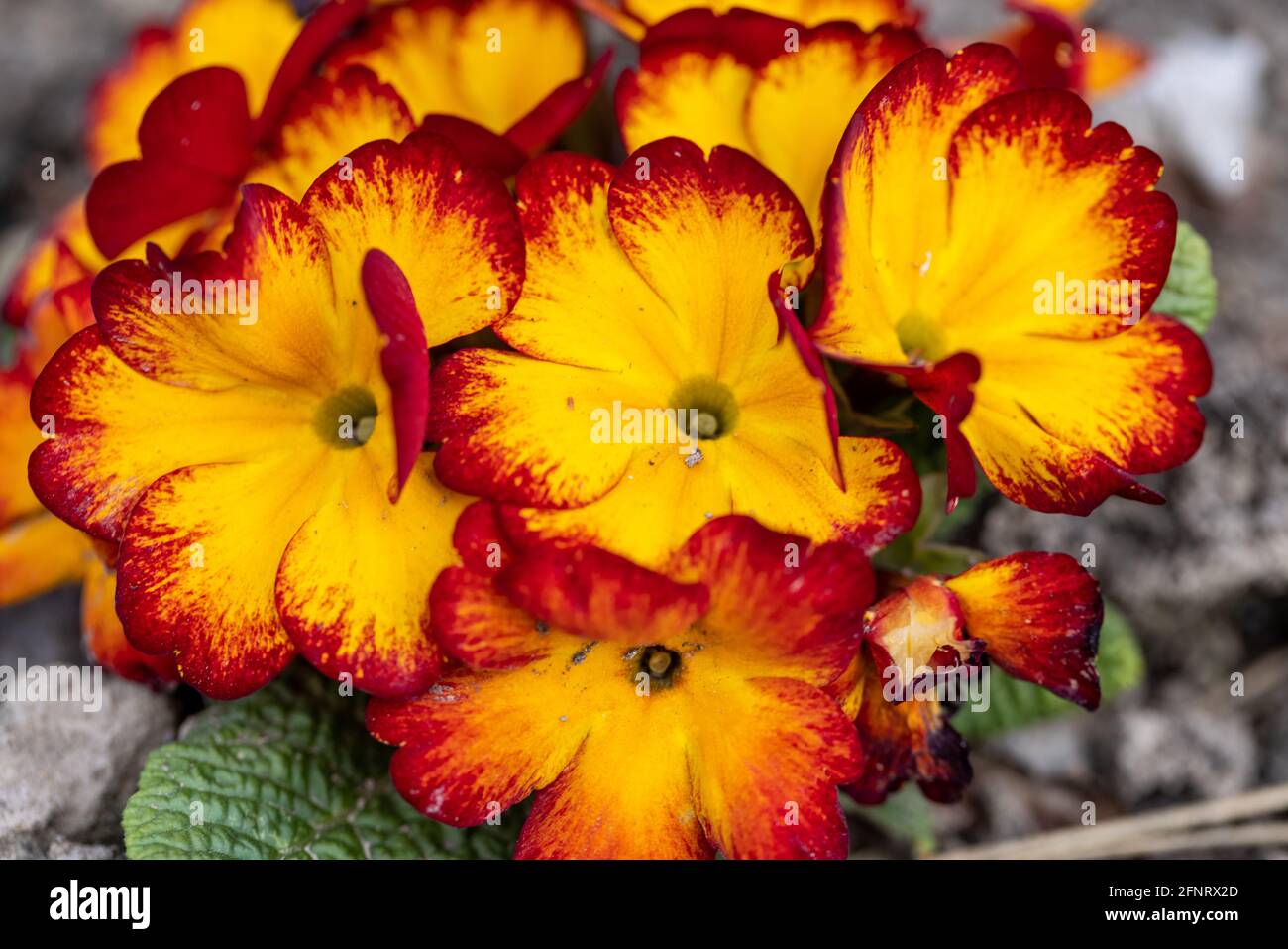 Polyanthus orange background hi-res stock photography and images - Alamy