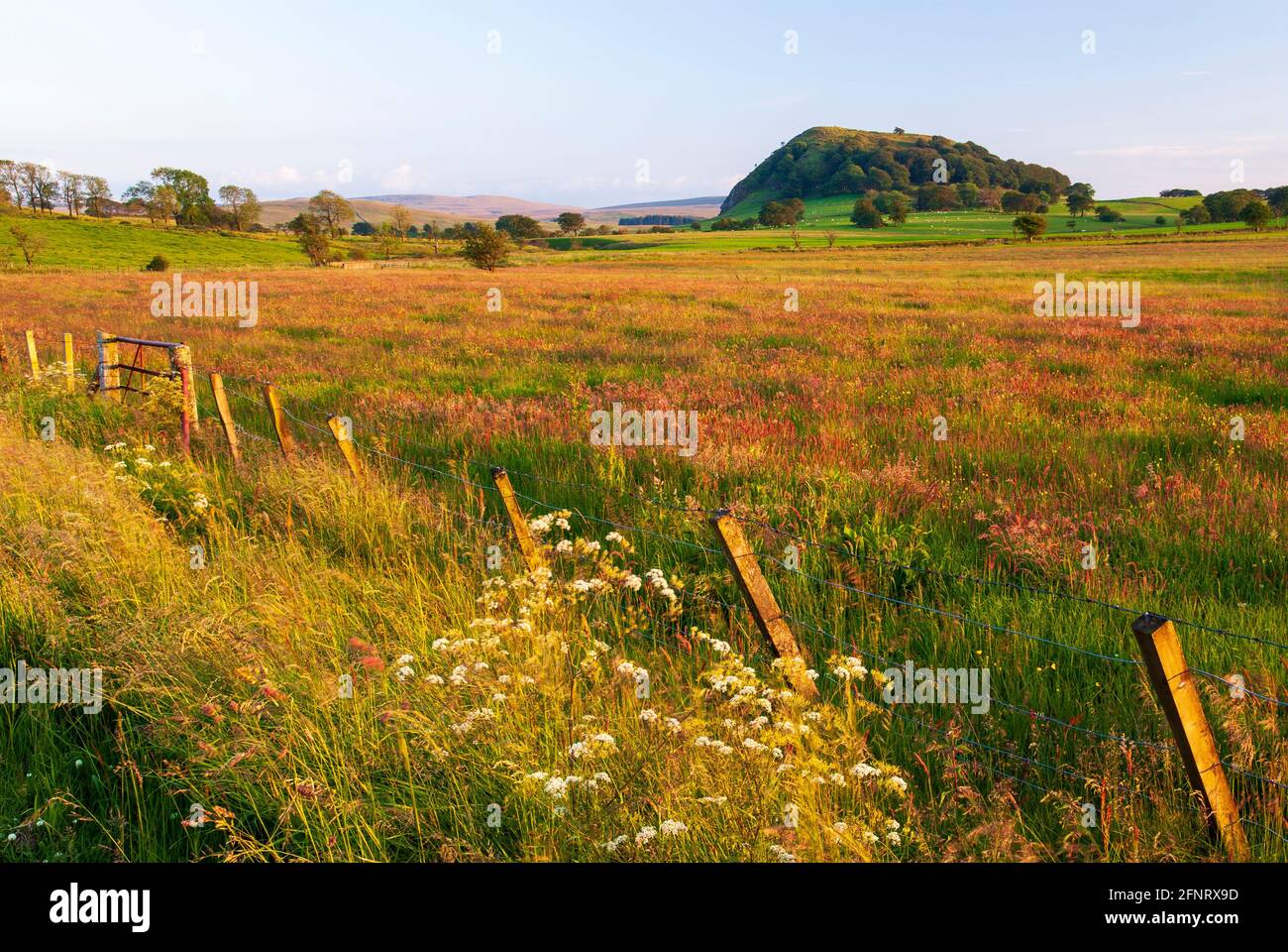 A colourful Summer view of Loudoun Hill near Darvel in East Ayrshire ...