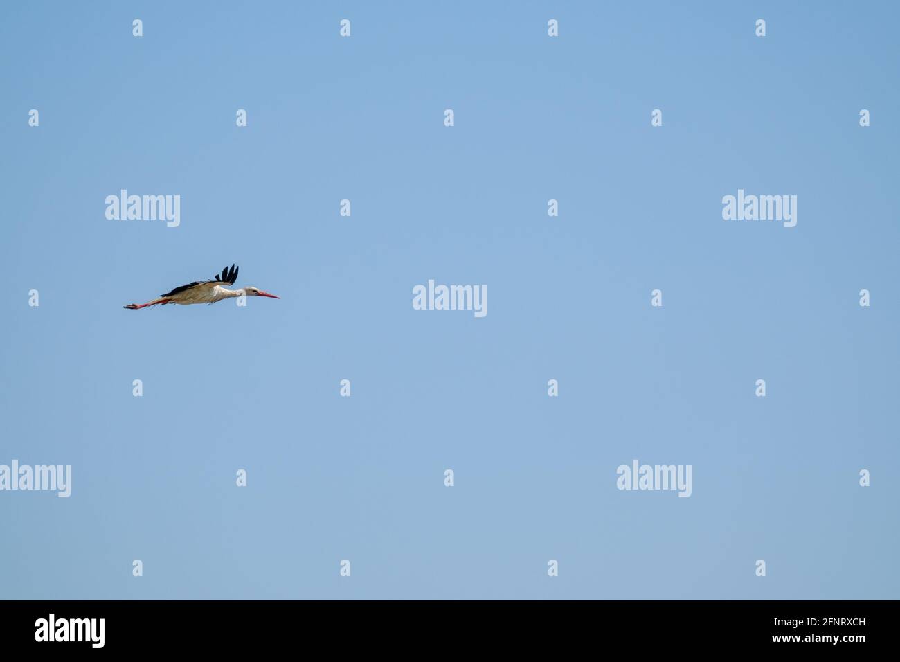Stork flying in the sky hi-res stock photography and images - Alamy