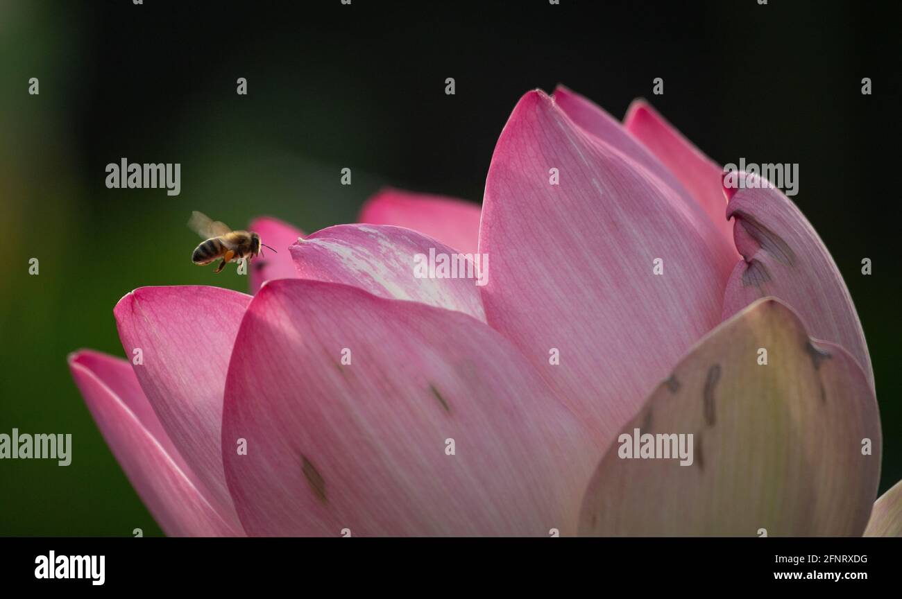 A bee exploring a water Lilly in Melbourne Australia Stock Photo - Alamy