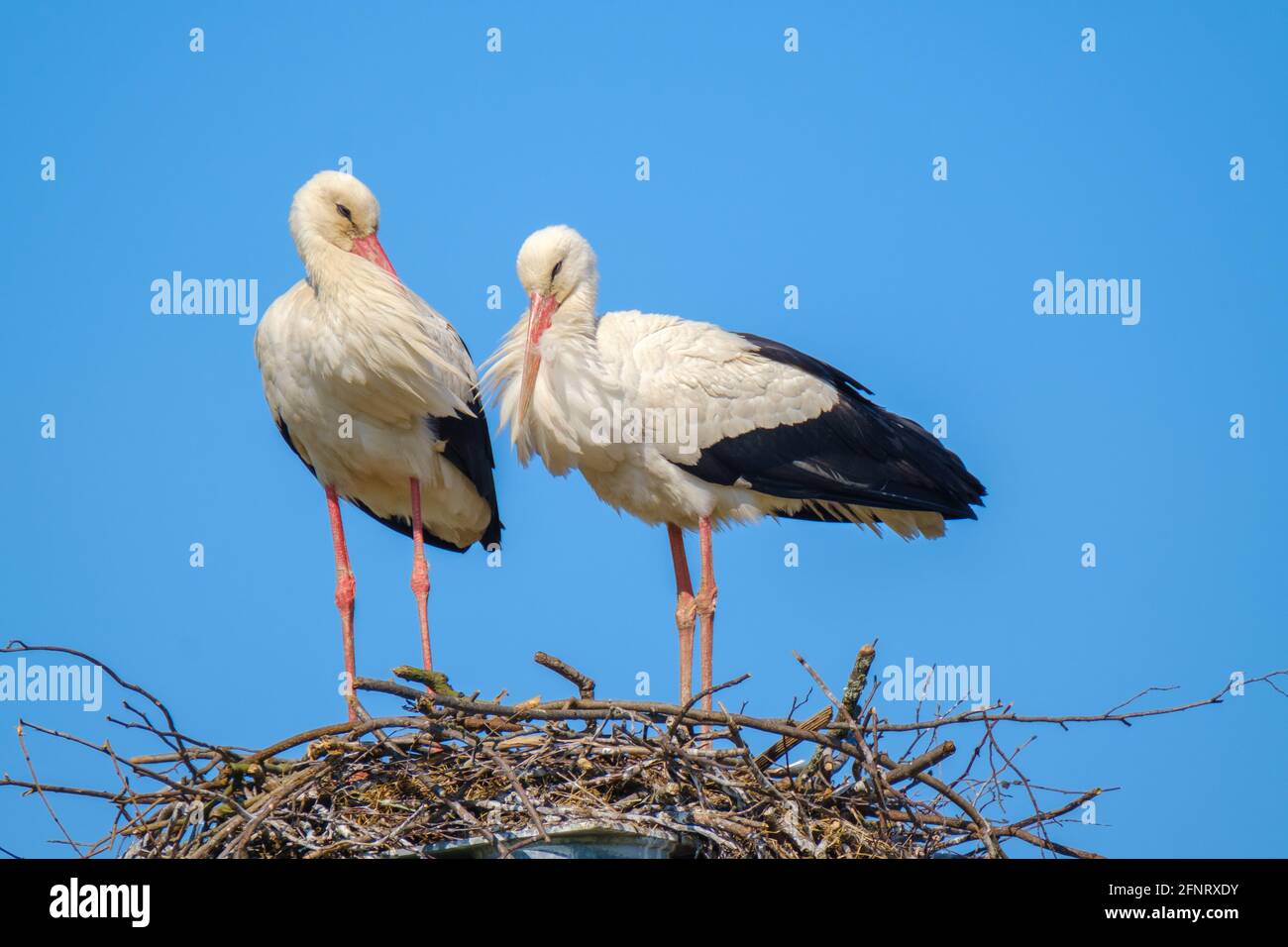 Storks standing in nest on sunny day in summer Stock Photo - Alamy