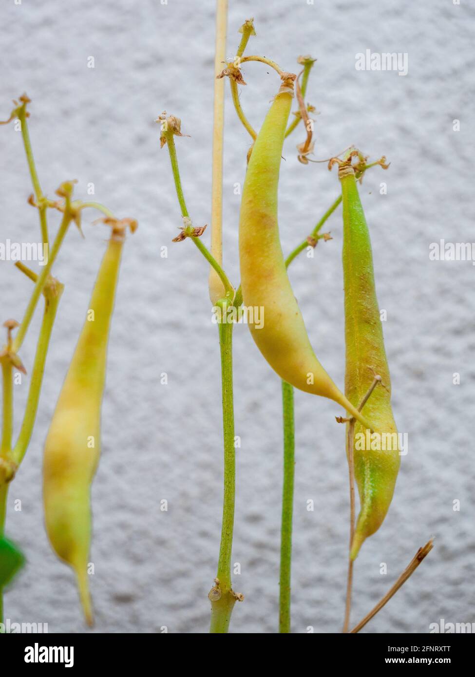 Unriped Bean pods on twigs - (Phaseolus vulgaris L Stock Photo - Alamy