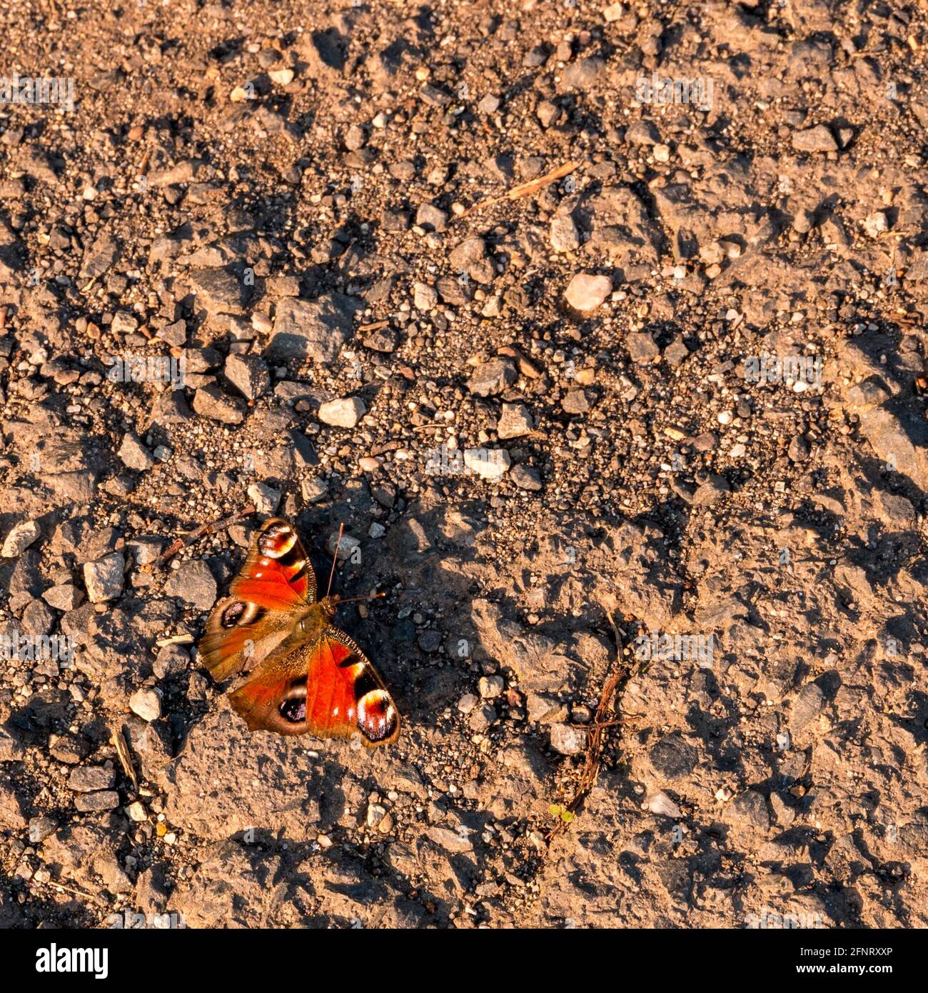 Butterfly rests road hi-res stock photography and images - Alamy