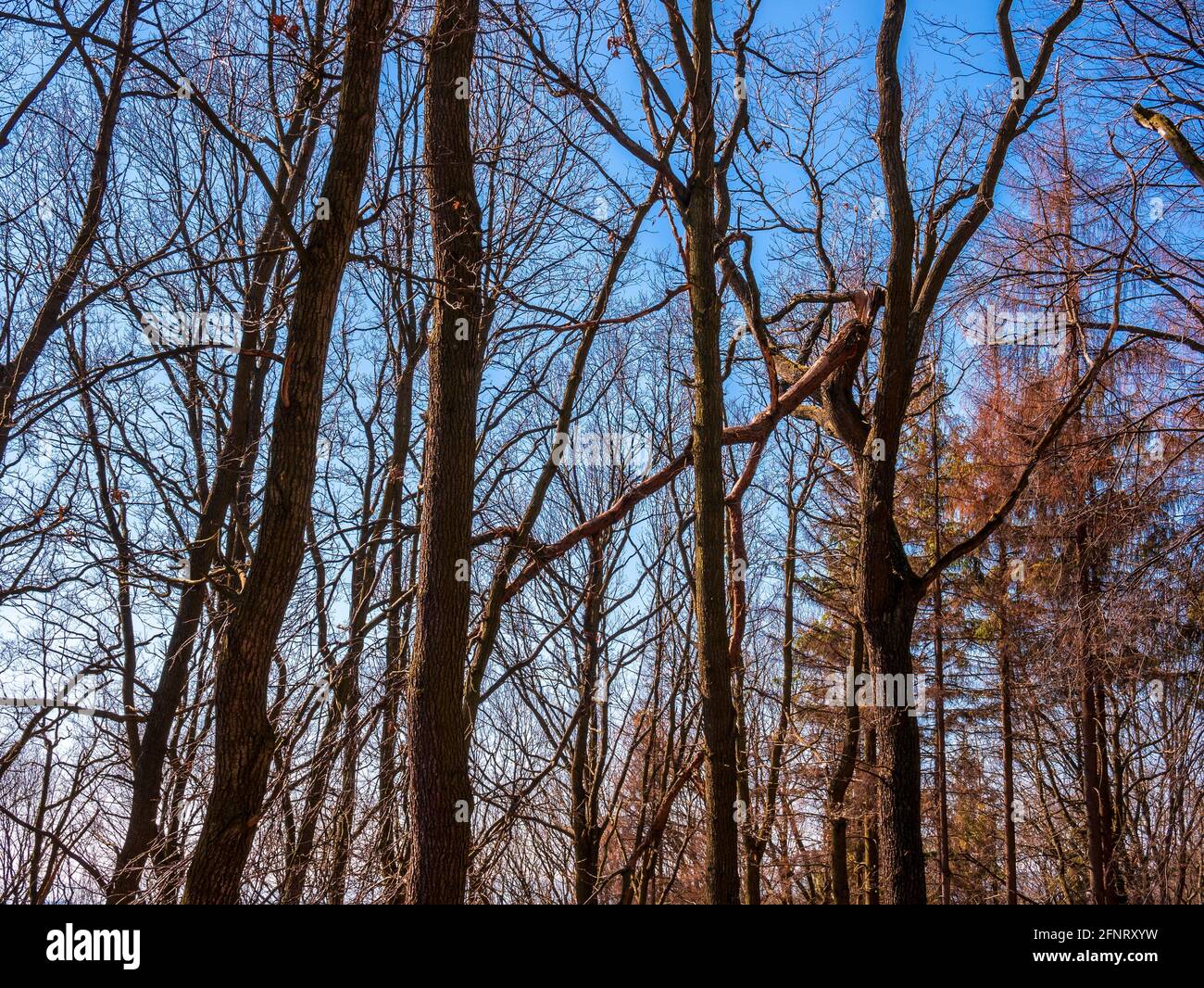 Broken tree top hi-res stock photography and images - Alamy