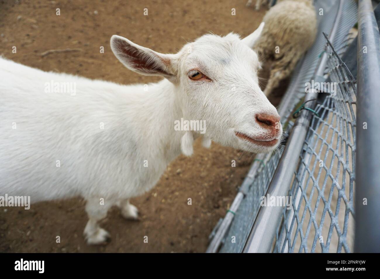 White goat in barn looking camera Stock Photo - Alamy