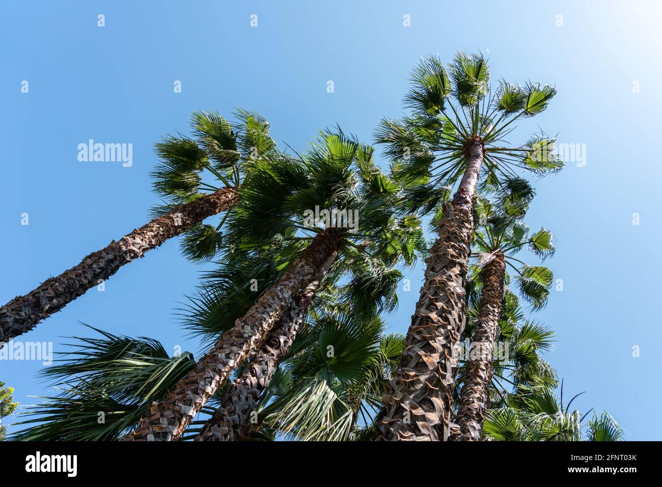 Palm Trees In Barcelona City, Spain Stock Photo - Alamy