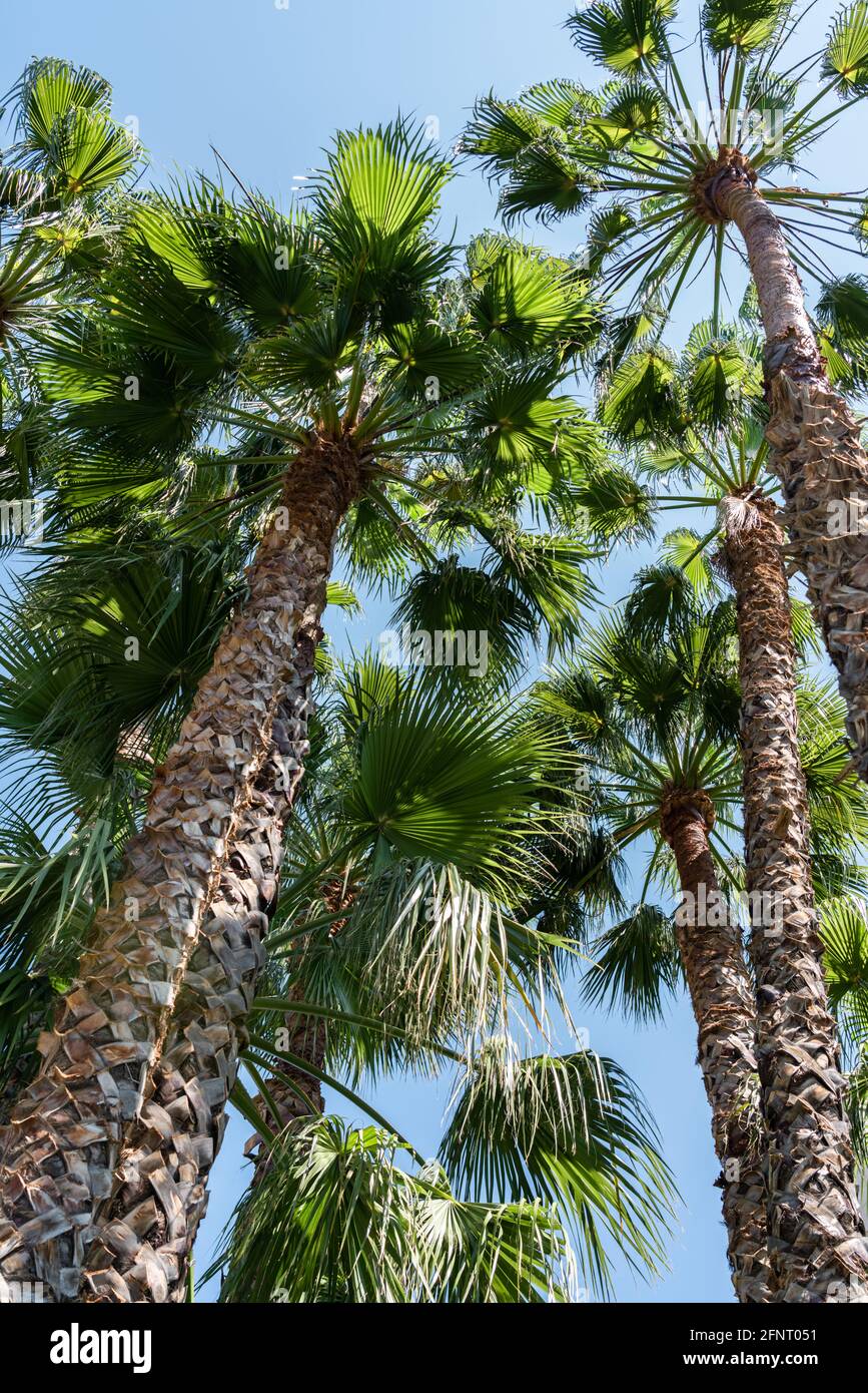 Barcelona trees hi-res stock photography and images - Alamy