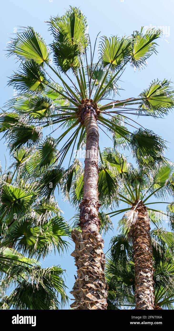 Palm Trees In Barcelona City, Spain Stock Photo - Alamy