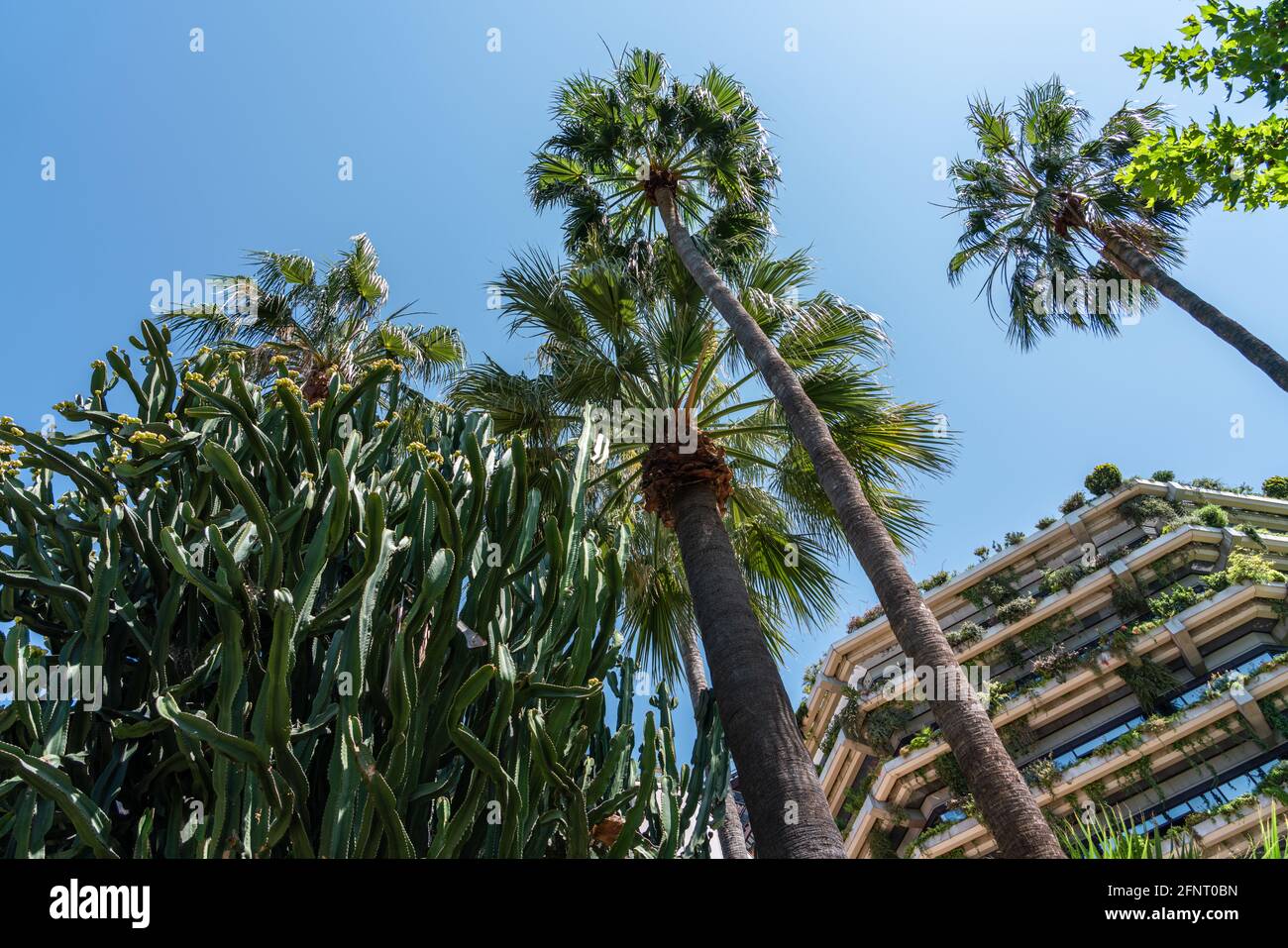 Palm Trees In Barcelona City, Spain Stock Photo - Alamy