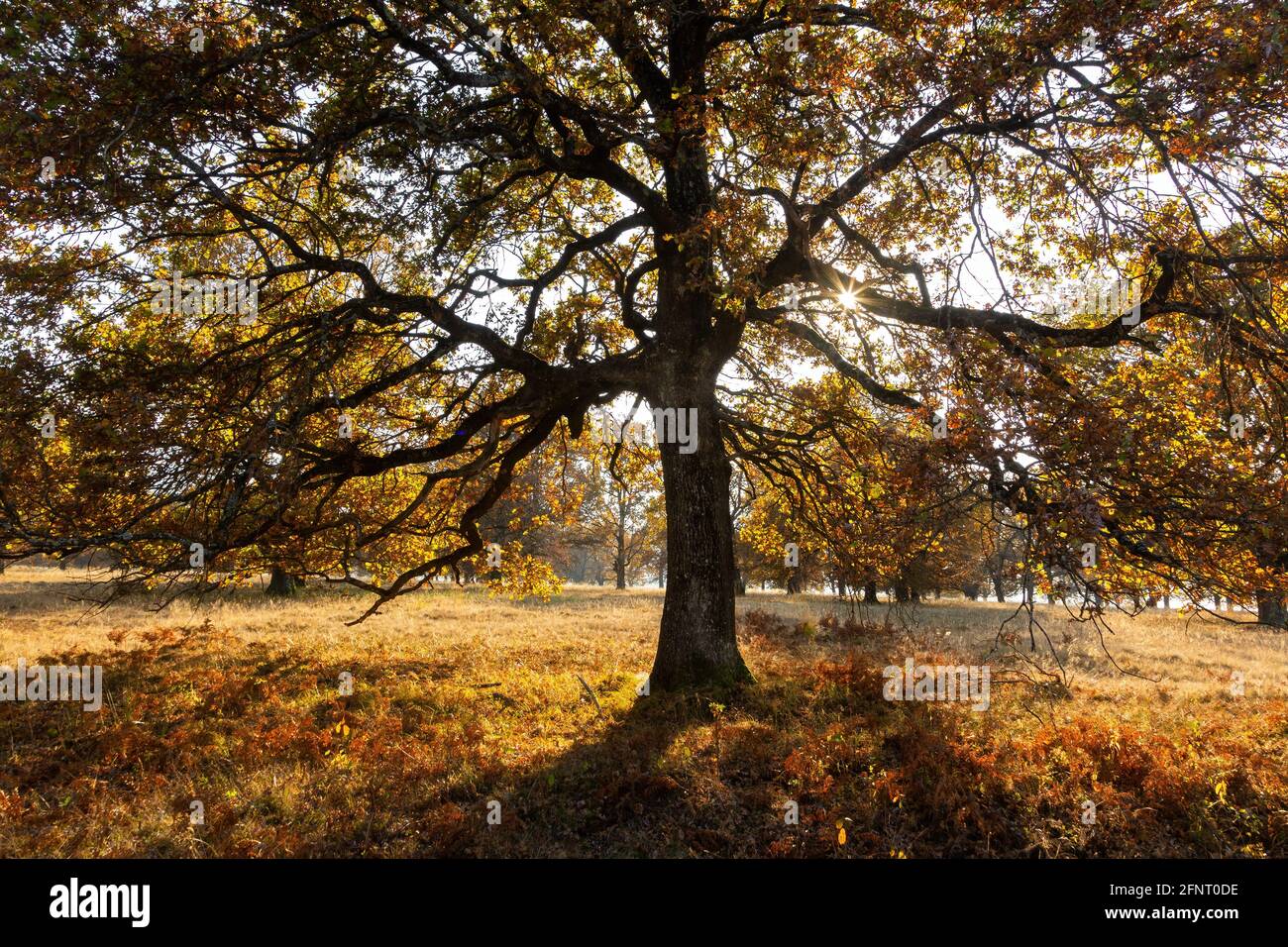 Majestic oak tree with large branches growing on a meadow in autumn ...