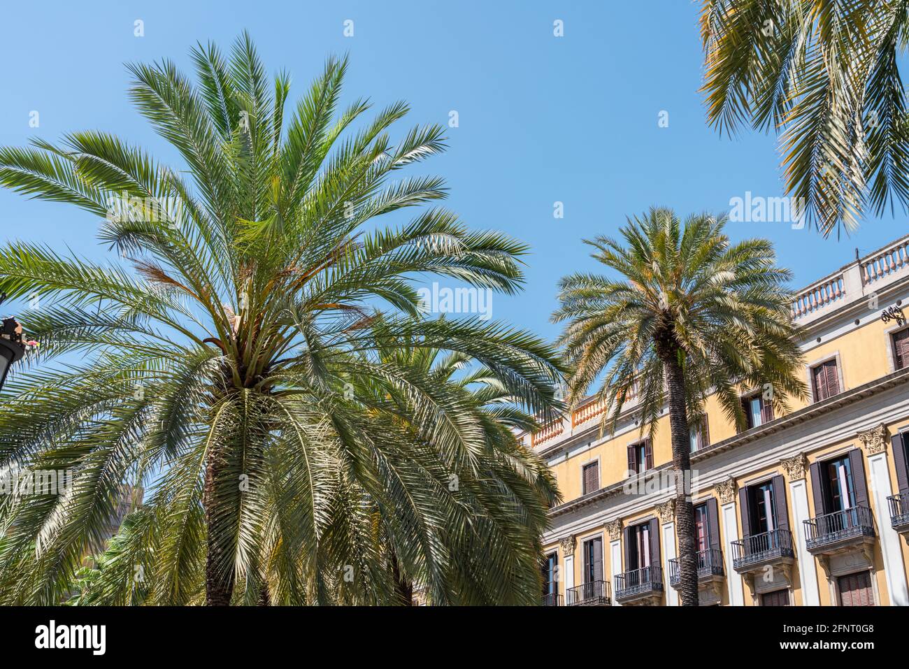 Palm Trees In Barcelona City, Spain Stock Photo - Alamy