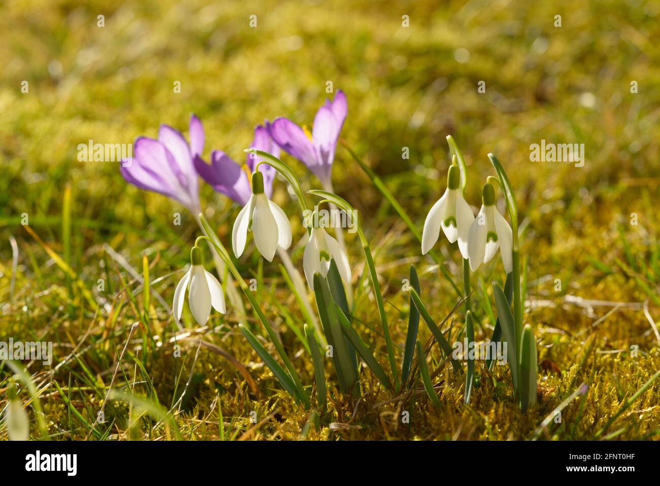 The snowdrop and the crocus hi-res stock photography and images - Alamy
