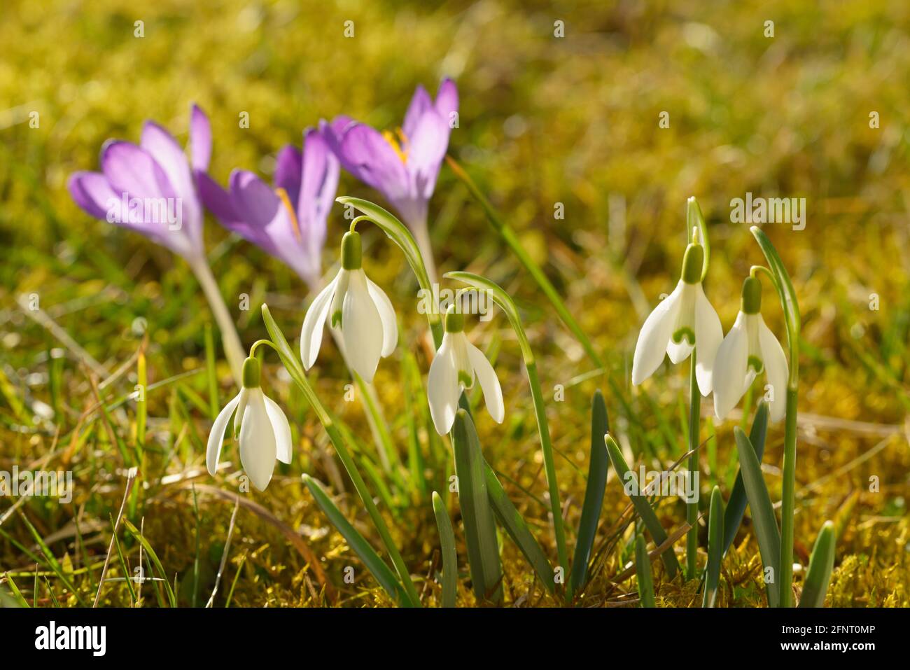 The snowdrop and the crocus hi-res stock photography and images - Alamy