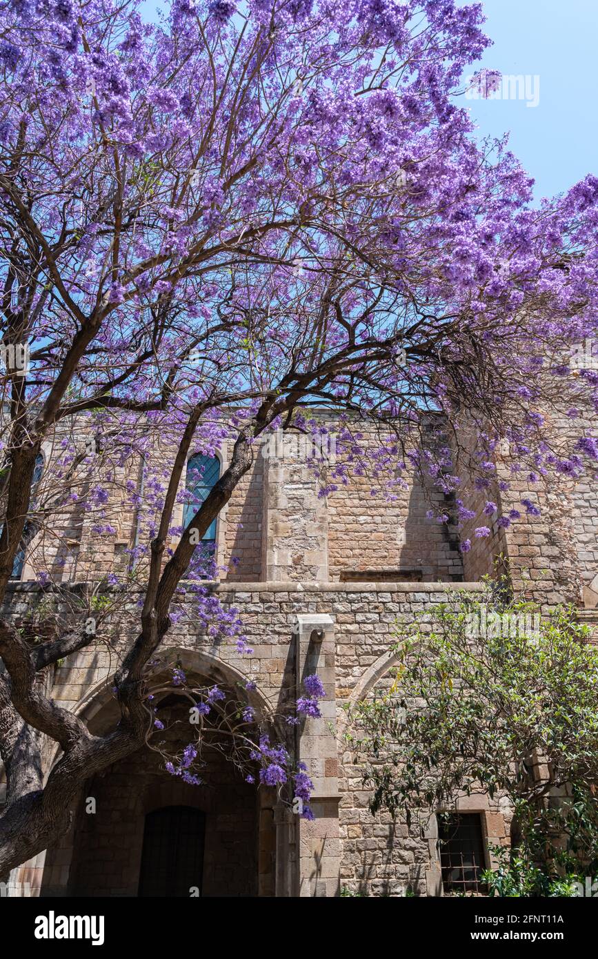 Purple Flower Trees In Barcelona City In Spain Stock Photo - Alamy