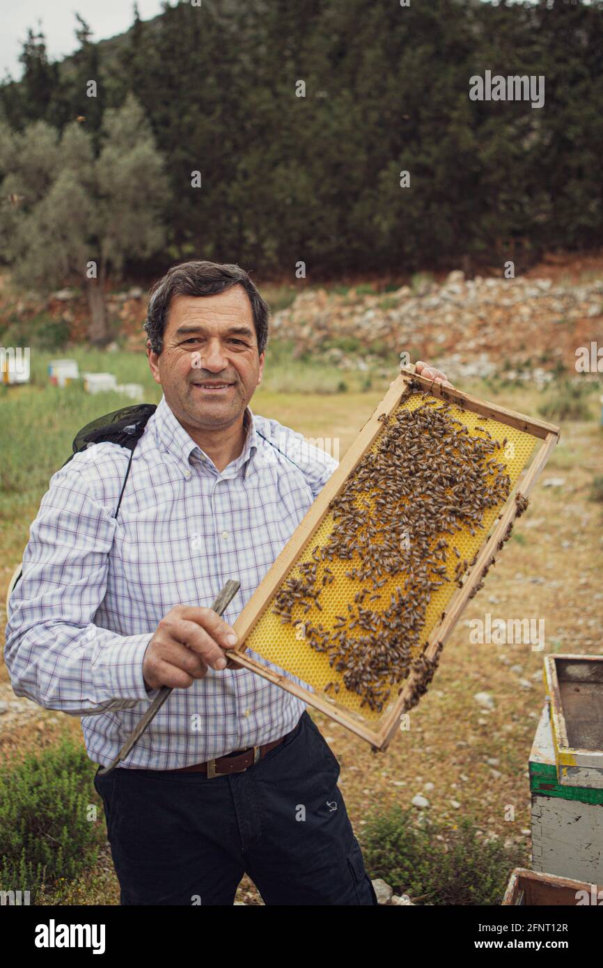 Crete honey bees hi-res stock photography and images - Alamy