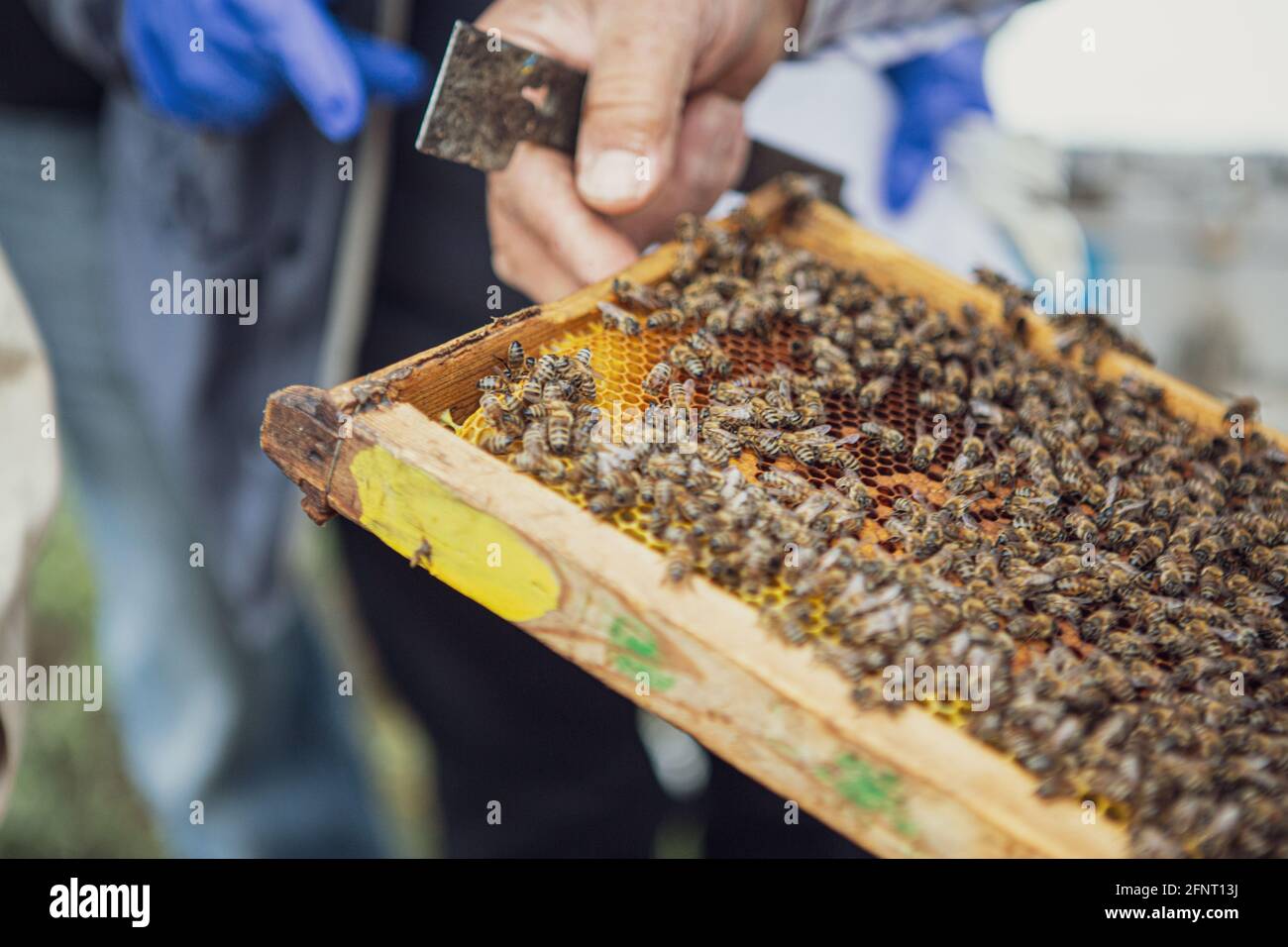Beekeepers holiday hi-res stock photography and images - Alamy