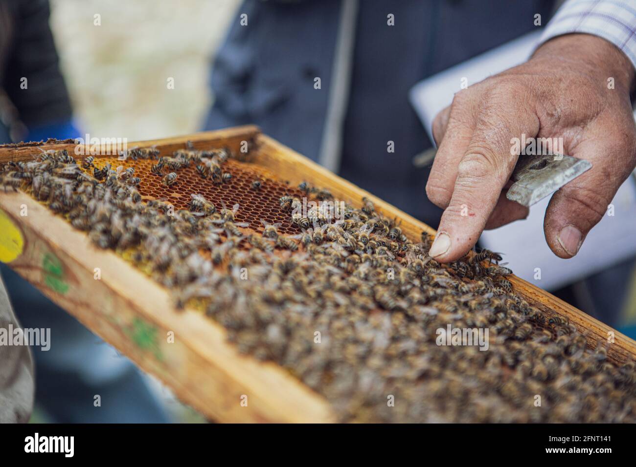 Crete honey bees hi-res stock photography and images - Alamy