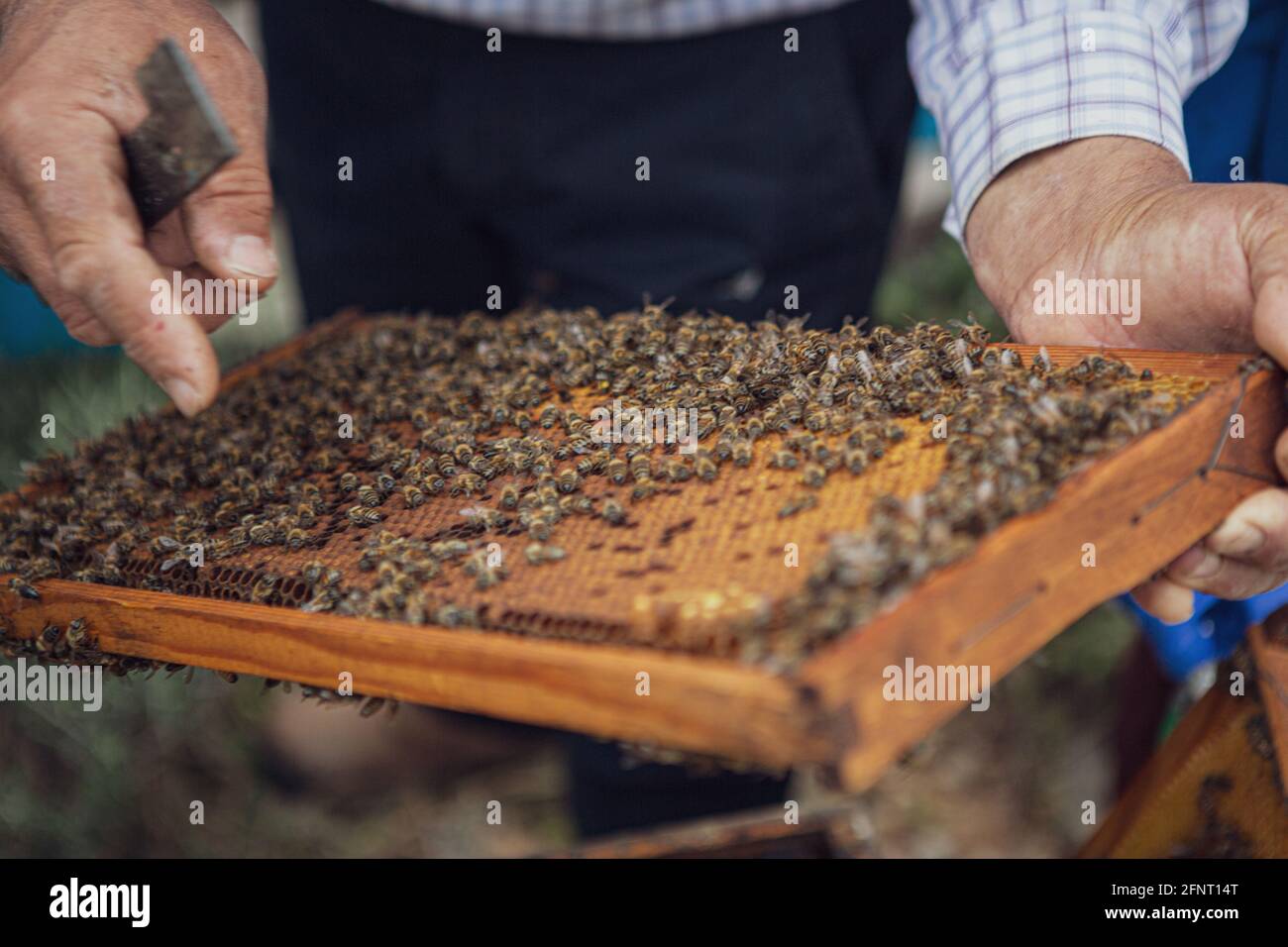 Crete honey bees hi-res stock photography and images - Alamy