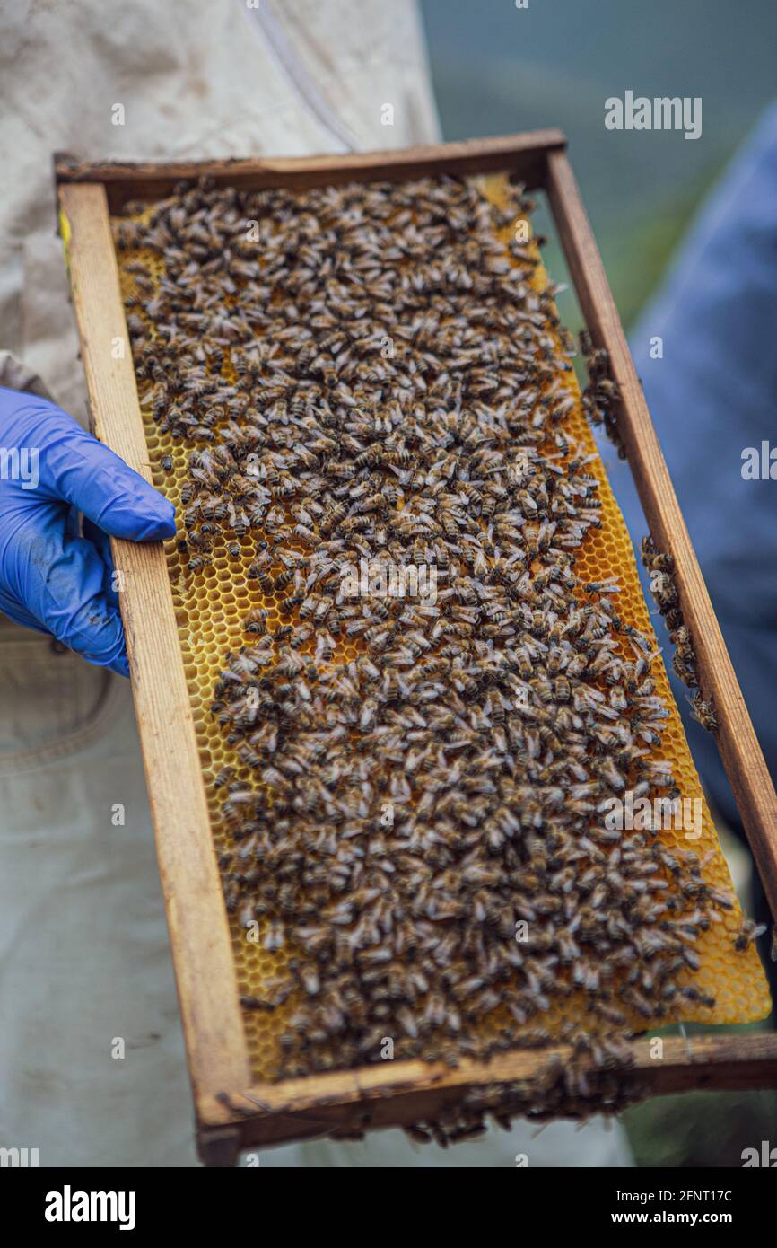 Crete bee hi-res stock photography and images - Alamy