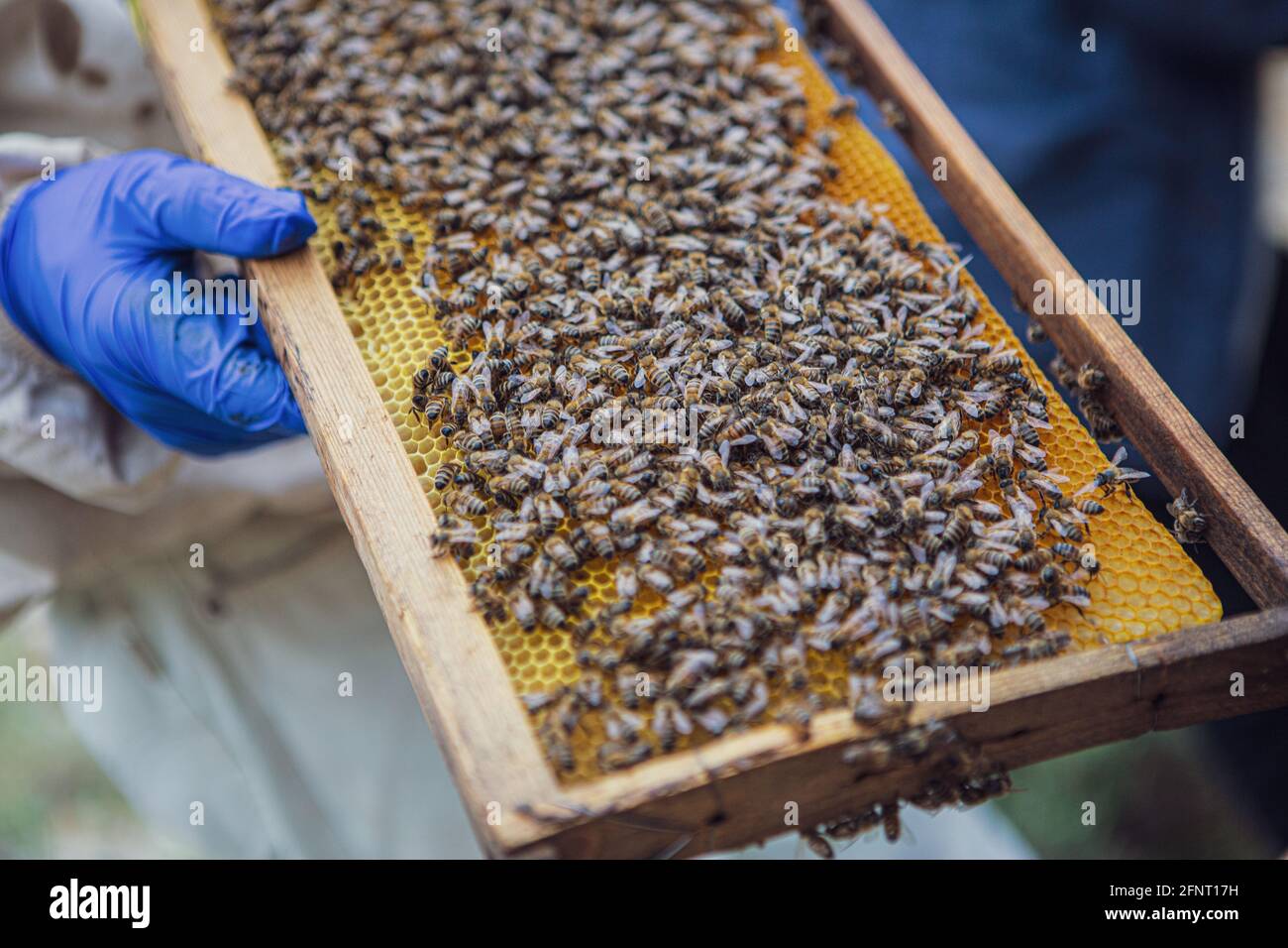 Crete honey bees hi-res stock photography and images - Alamy