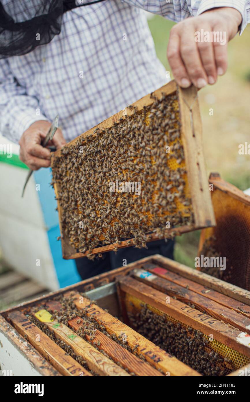 Beekeepers holiday hi-res stock photography and images - Alamy