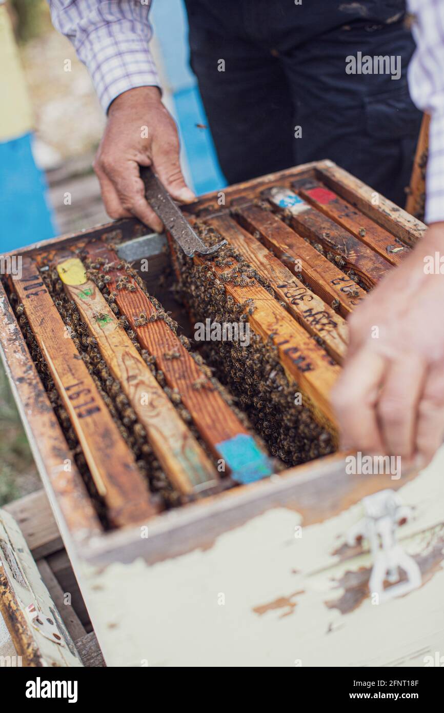 Crete honey bees hi-res stock photography and images - Alamy