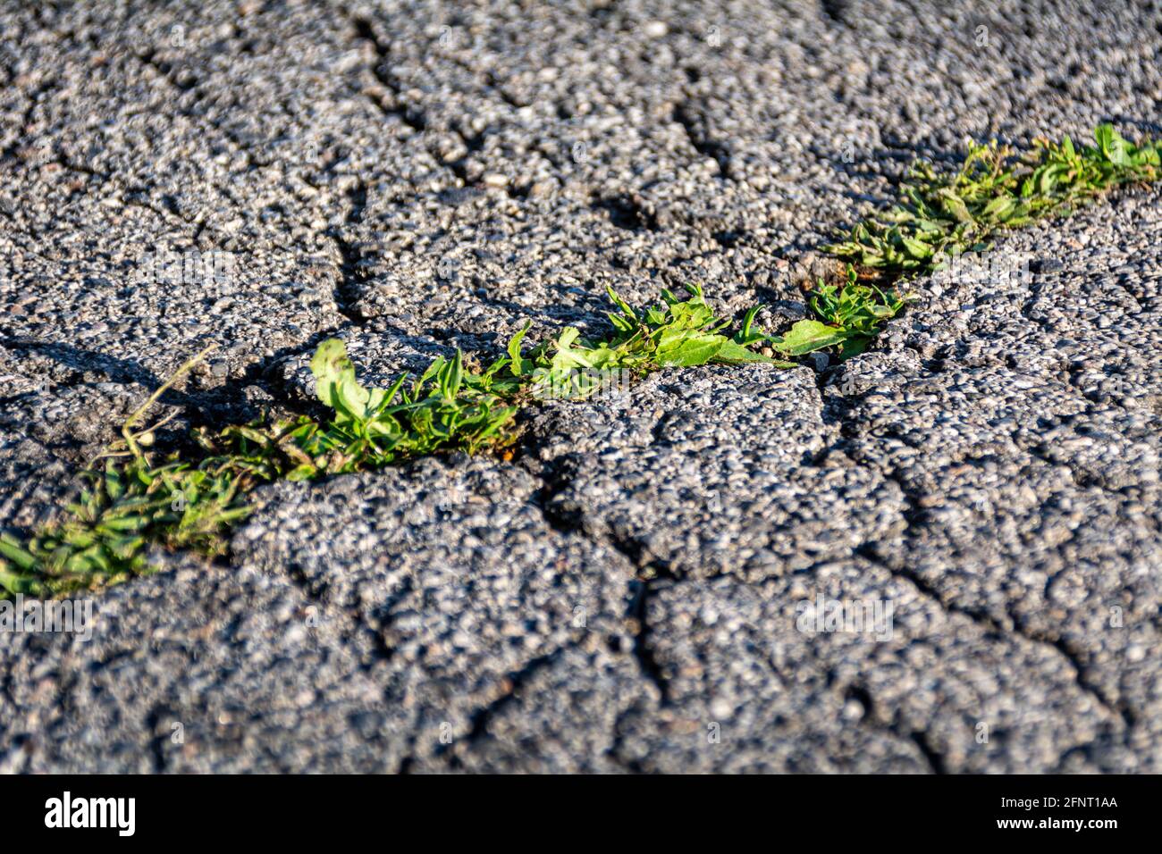 Small and green plants grow through urban asphalt soil. Green plant ...