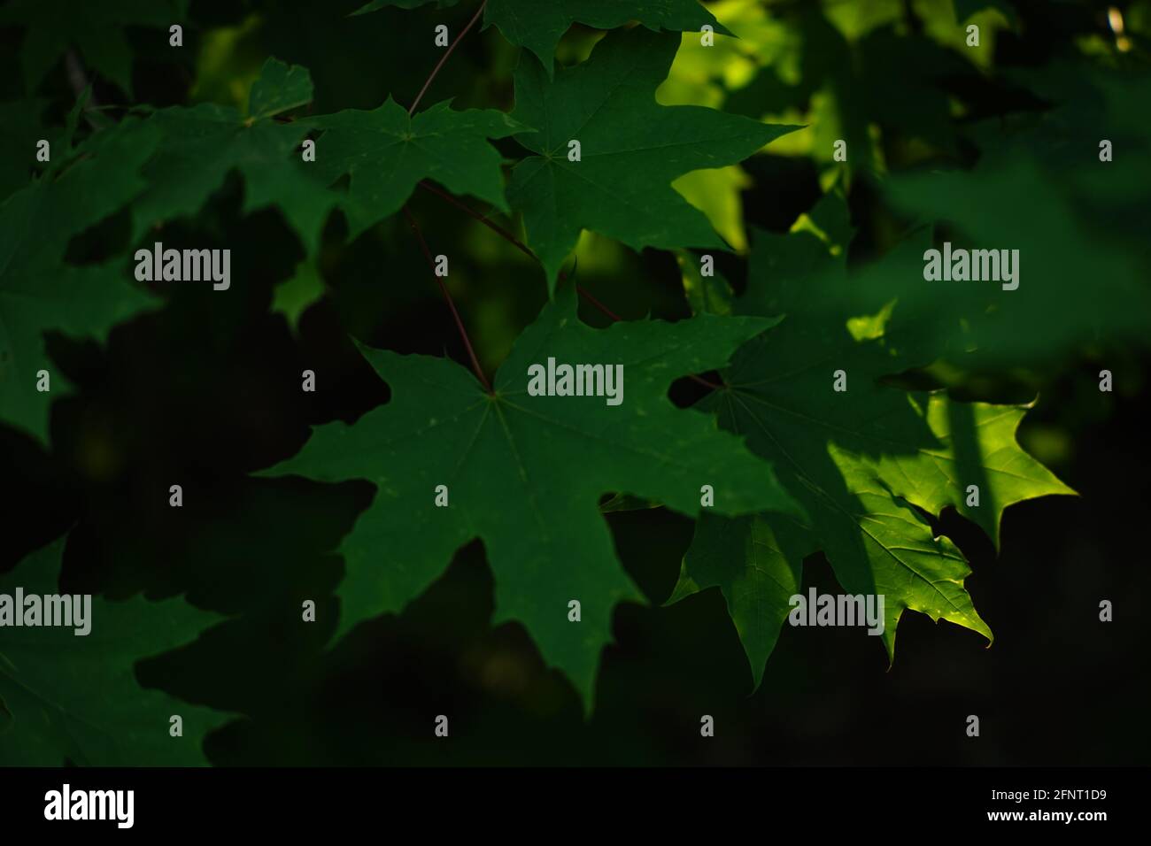 Closeup maple tree with green leaves in dark sunny forest Stock Photo ...