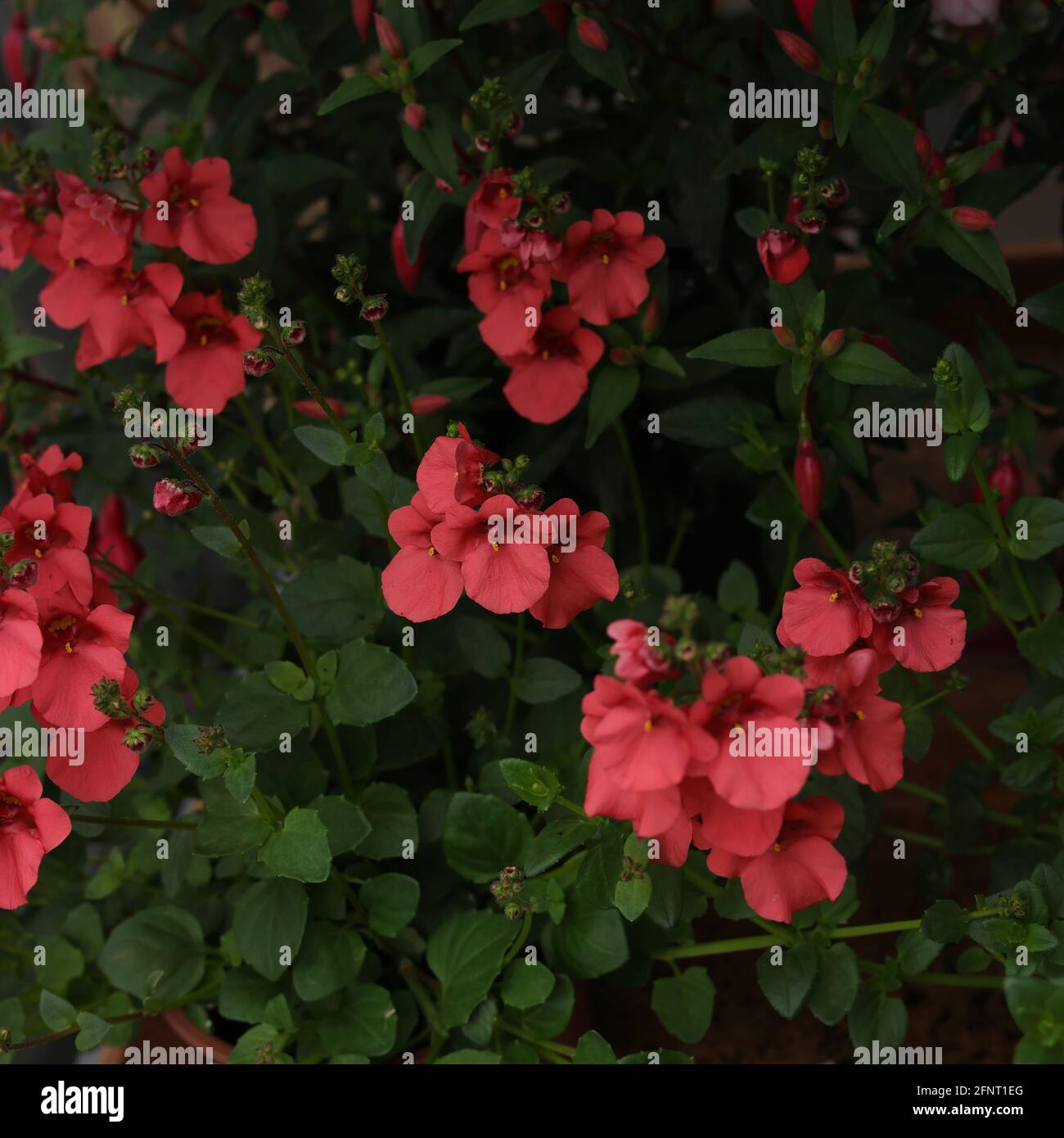 Flowers of red Diascia, UK Stock Photo - Alamy