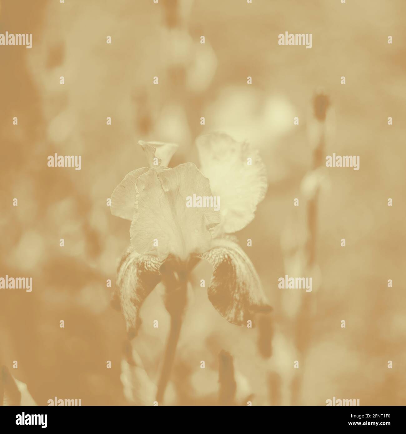 Duotone iris hi-res stock photography and images - Alamy