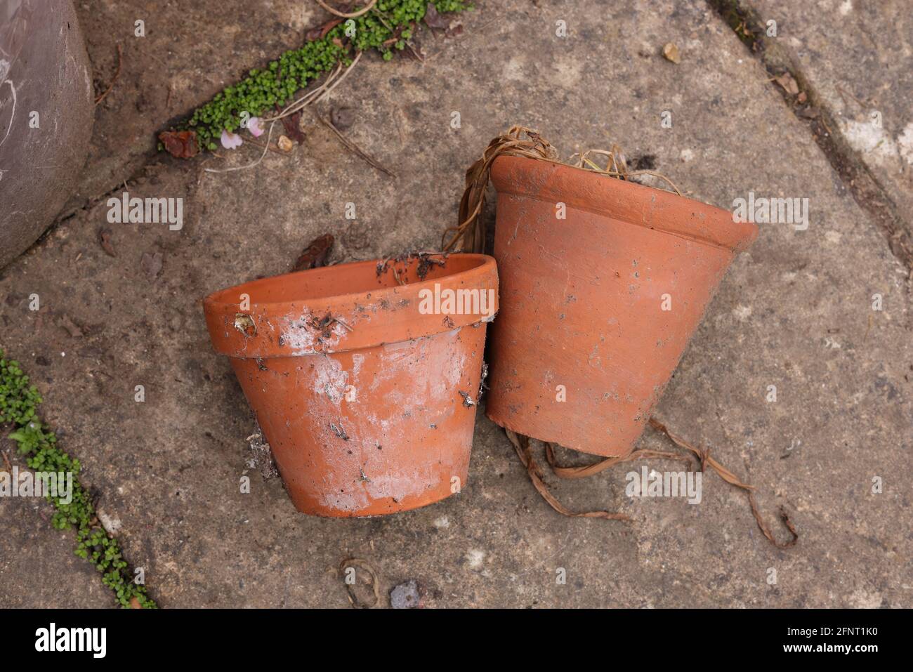 Two terracotta garden pots. UK Stock Photo - Alamy
