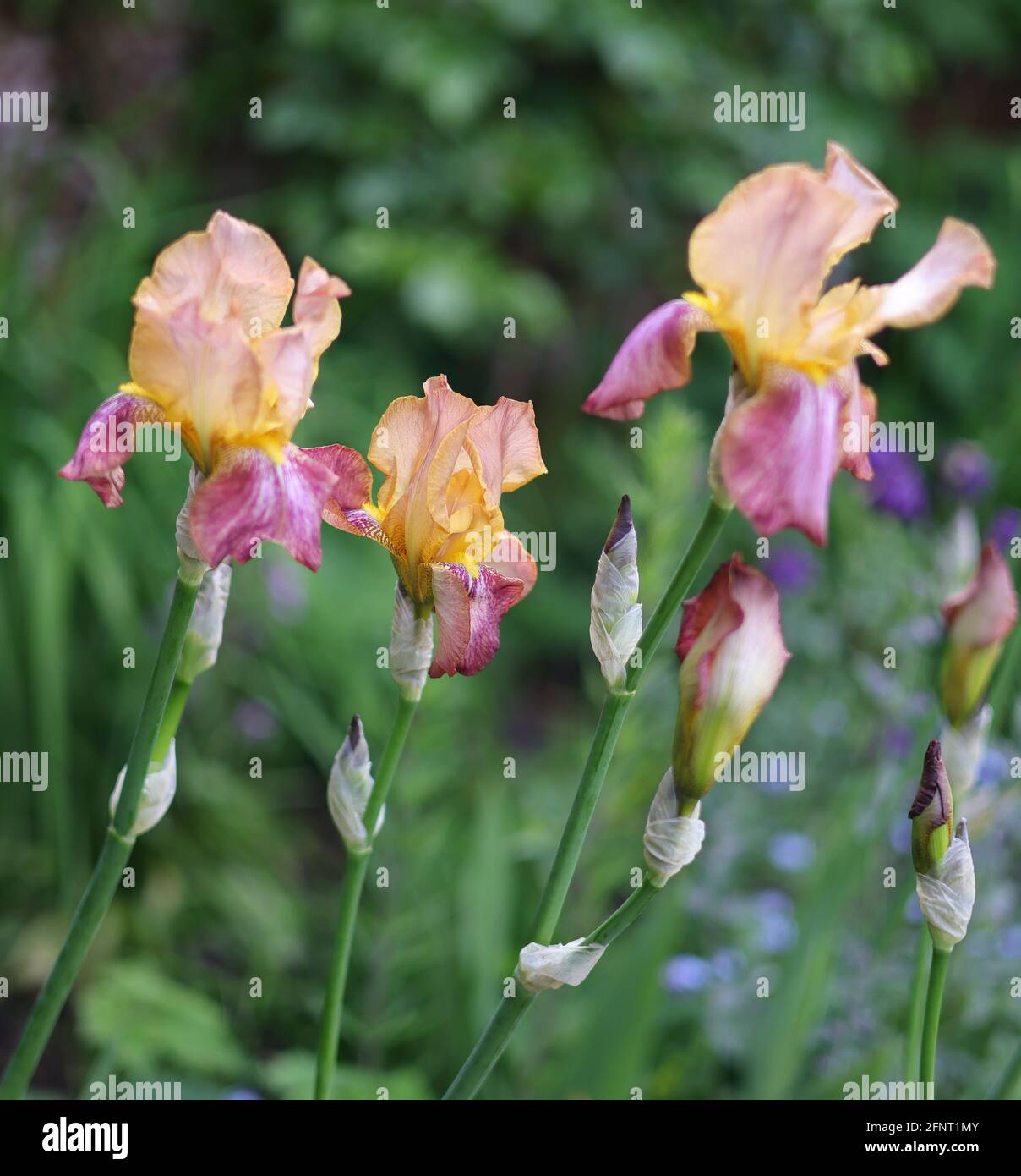 Bearded iris uk garden hi-res stock photography and images - Alamy