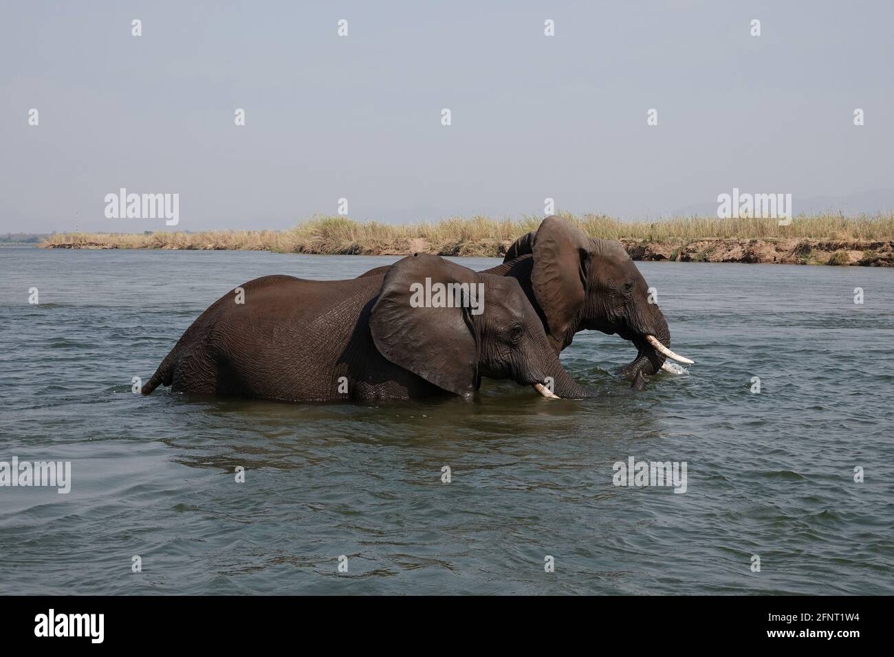 Elephants river crossing hi-res stock photography and images - Alamy