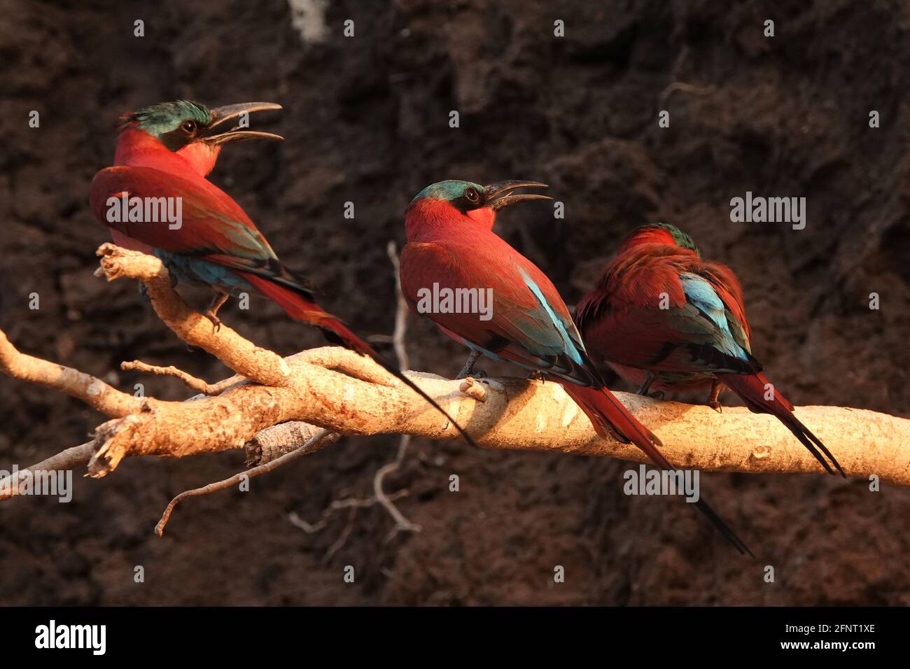 Africa, Zambia, Carmine bee-eaters Stock Photo - Alamy