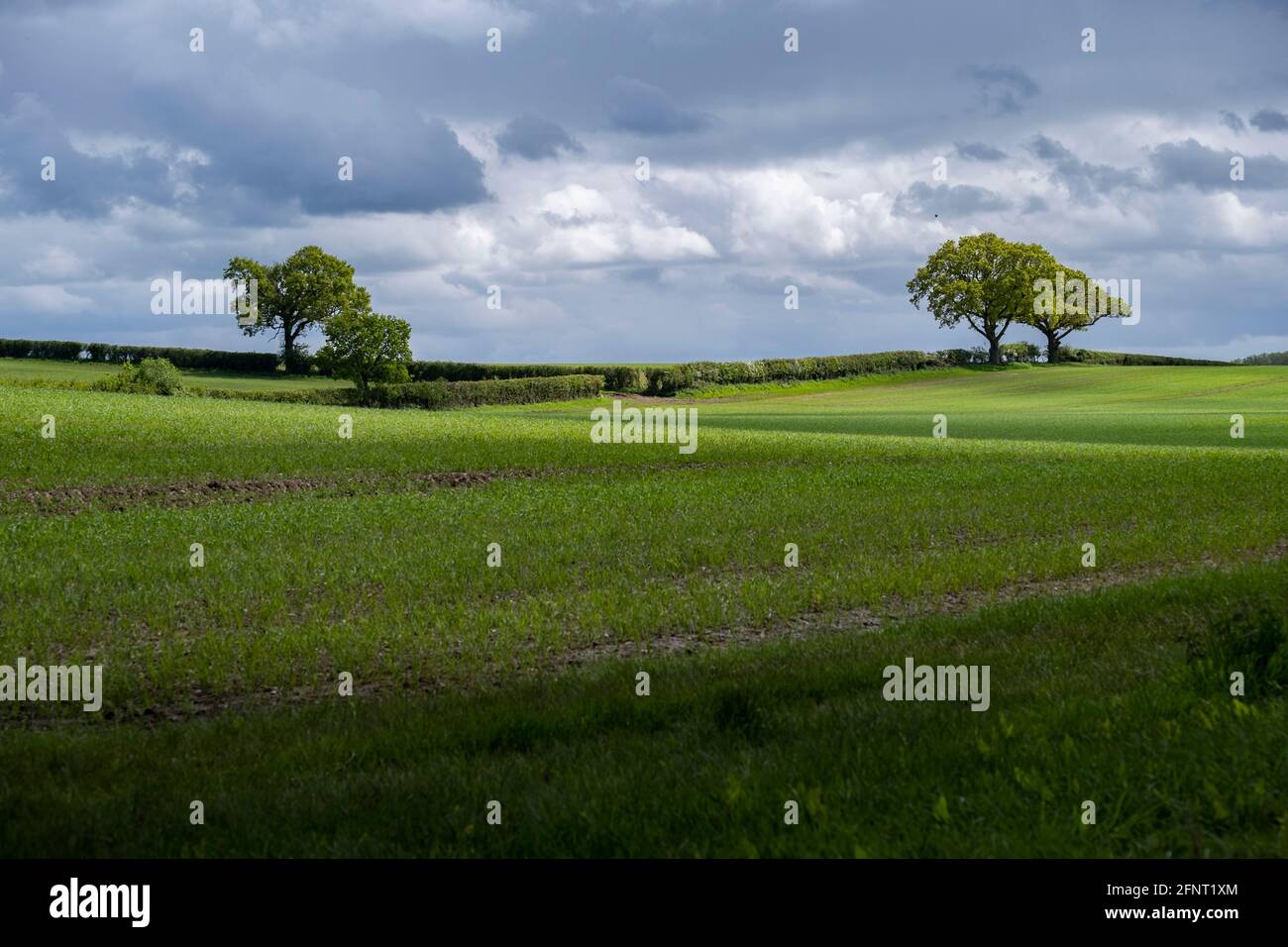 Trees on the horizon set against a cloudy sky with lush green crop ...