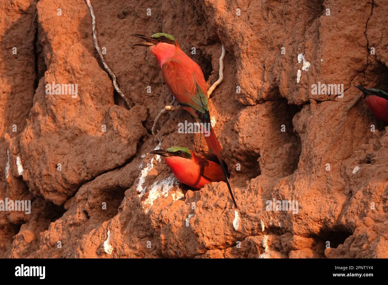 Africa, Zambia, Carmine bee-eaters Stock Photo - Alamy