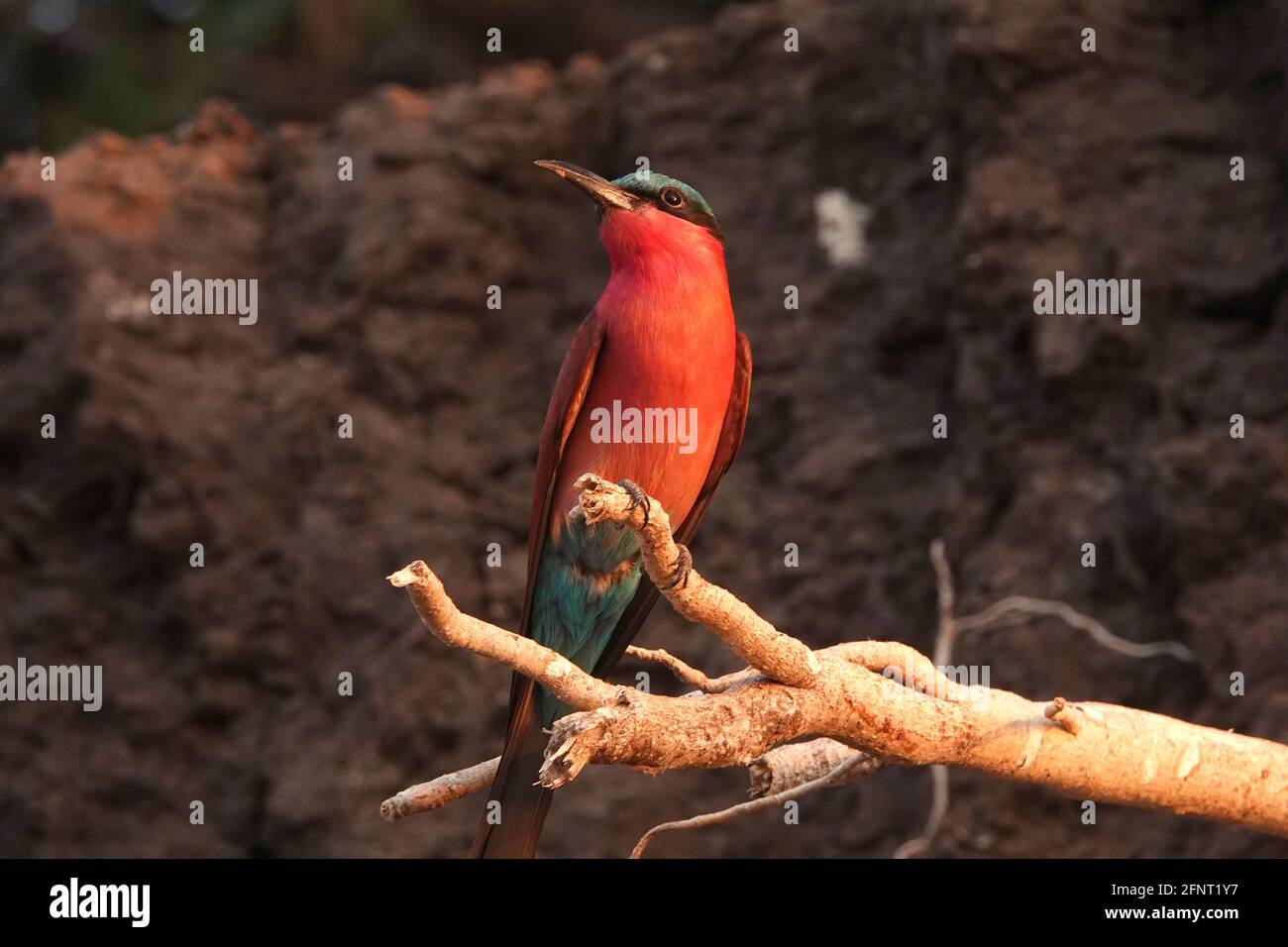 Africa, Zambia, Carmine bee-eater Stock Photo - Alamy