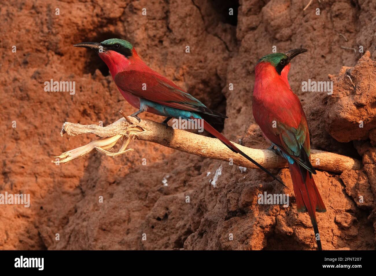 Africa, Zambia, Carmine bee-eaters Stock Photo - Alamy
