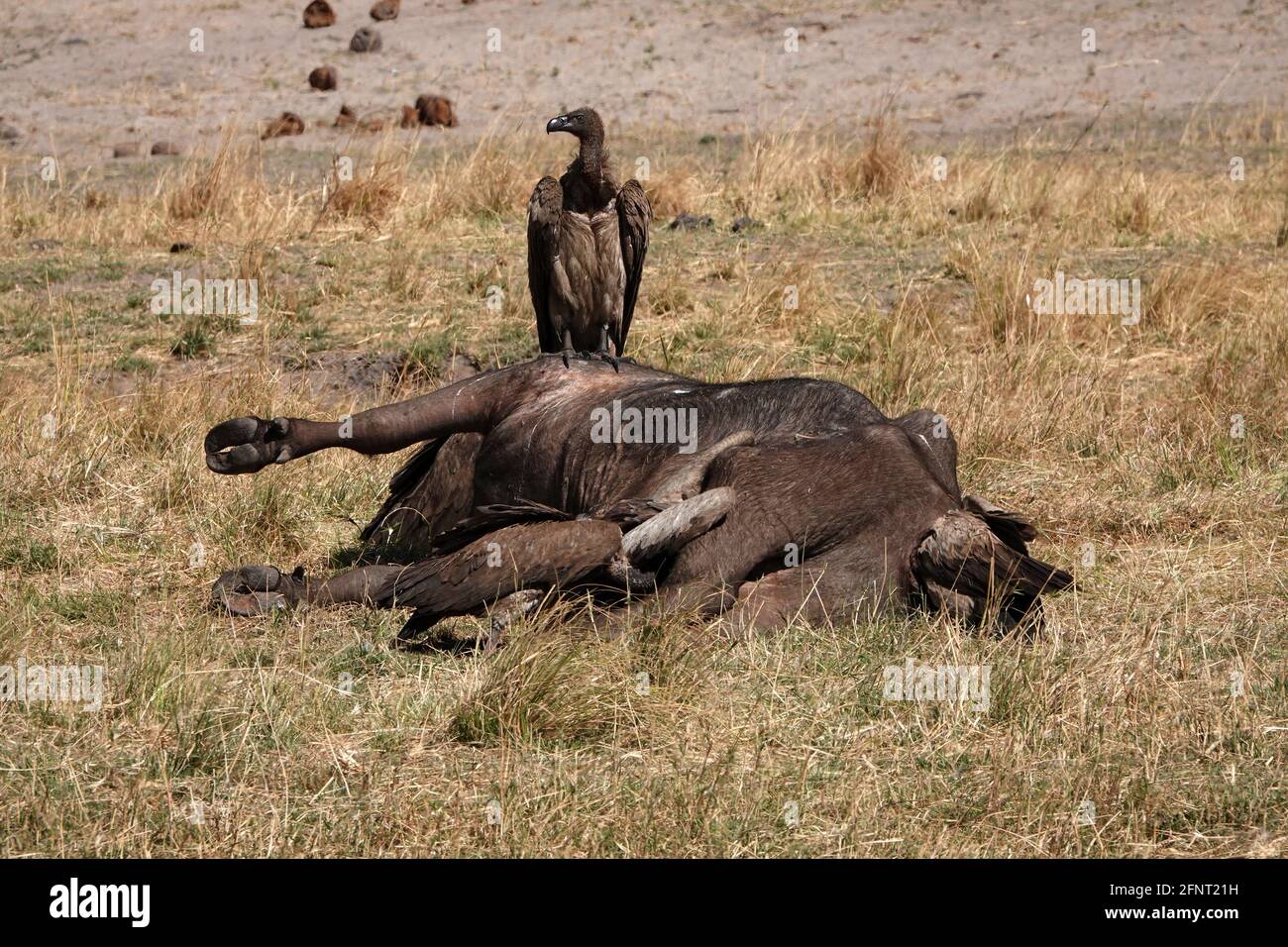 Africa, Botswana, Vulture on buffalo carcass Stock Photo - Alamy