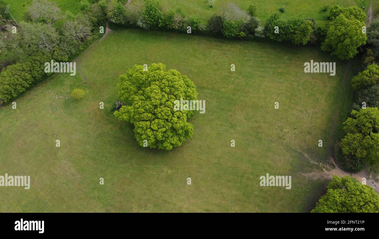 Tree canopy aerial uk hi-res stock photography and images - Alamy