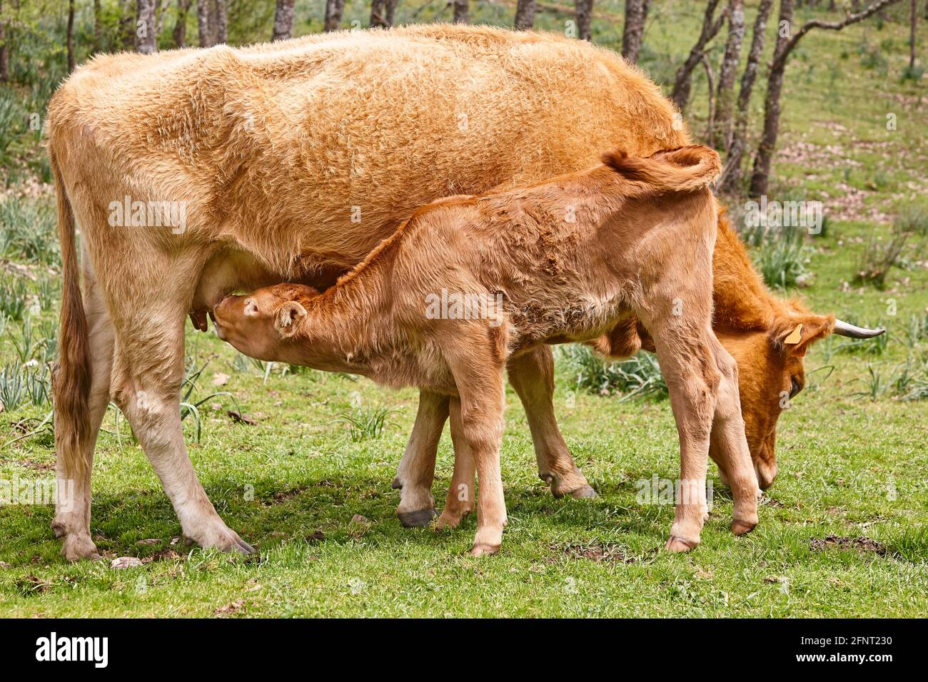 Unweaned calf suckling from his mother. Bovine cattle. Nursling Stock ...