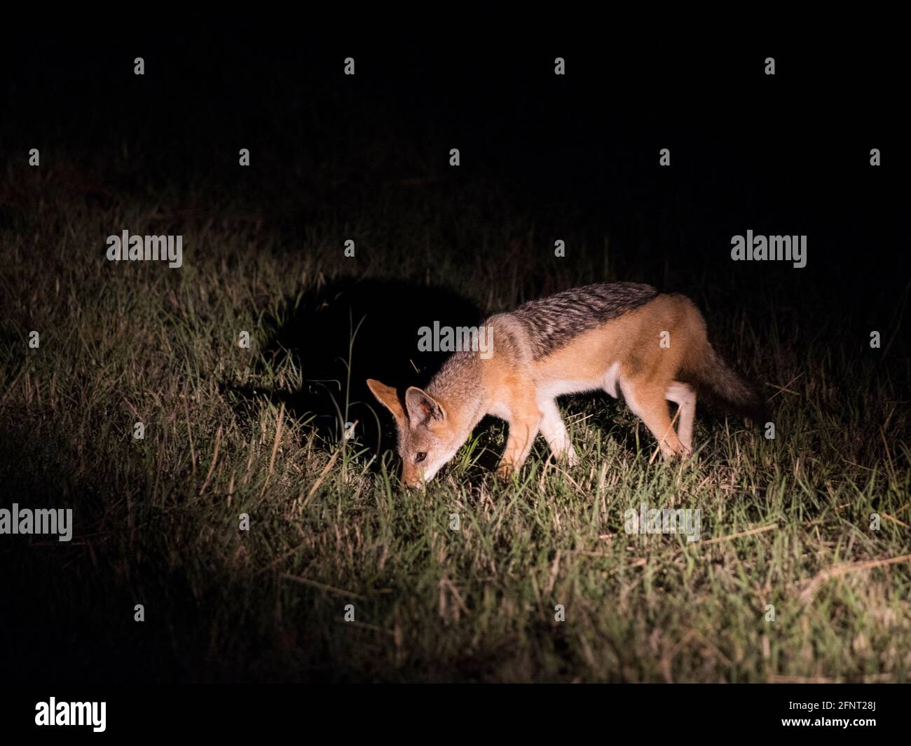 A black-backed jackal scavenging at night Stock Photo - Alamy