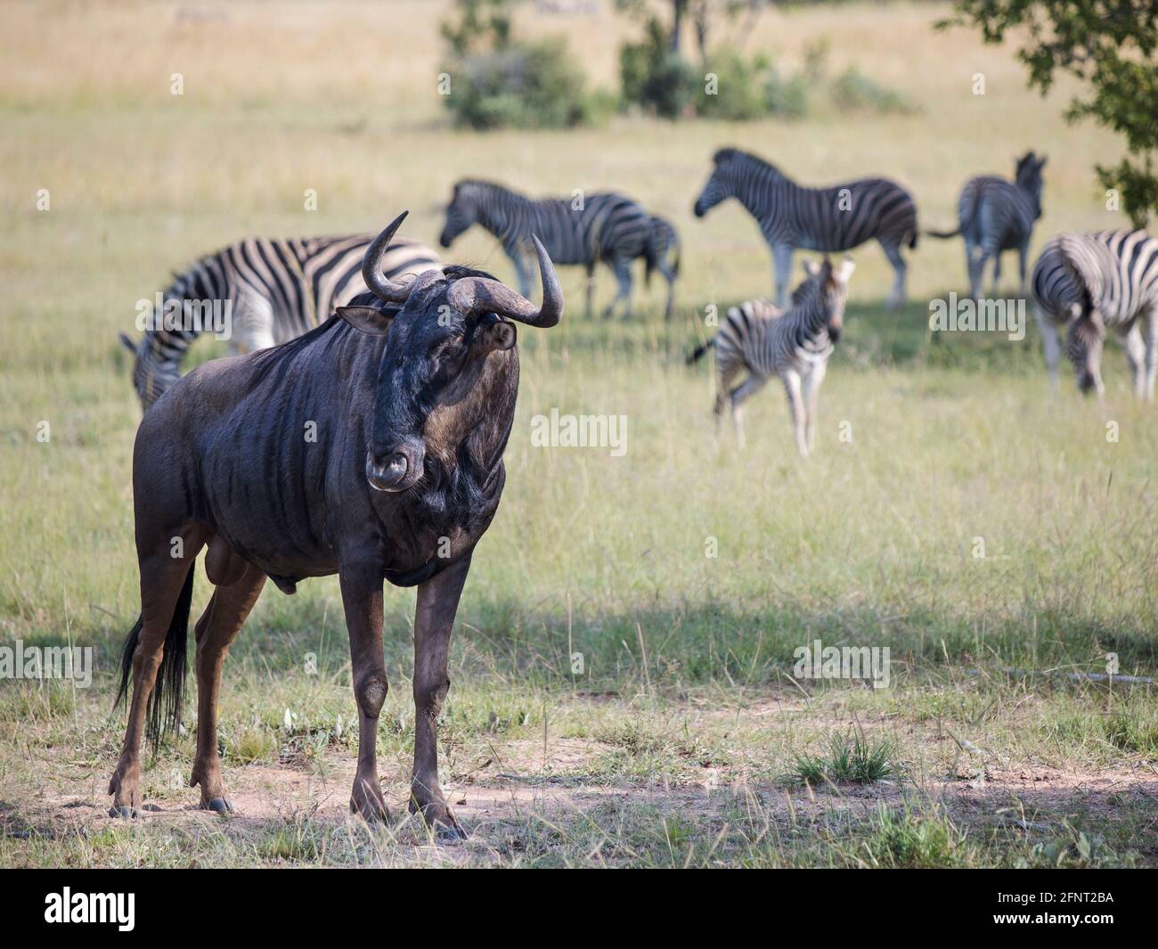 A wildebeest (gnu) bull standing facing the camera with a herd of ...