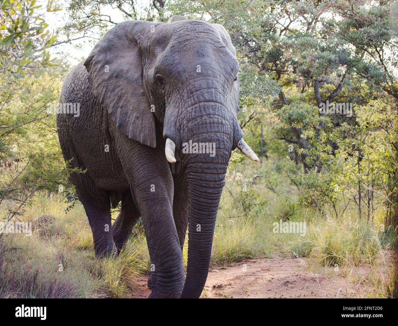 African elephant coming out of the bushes walking towards the camera ...