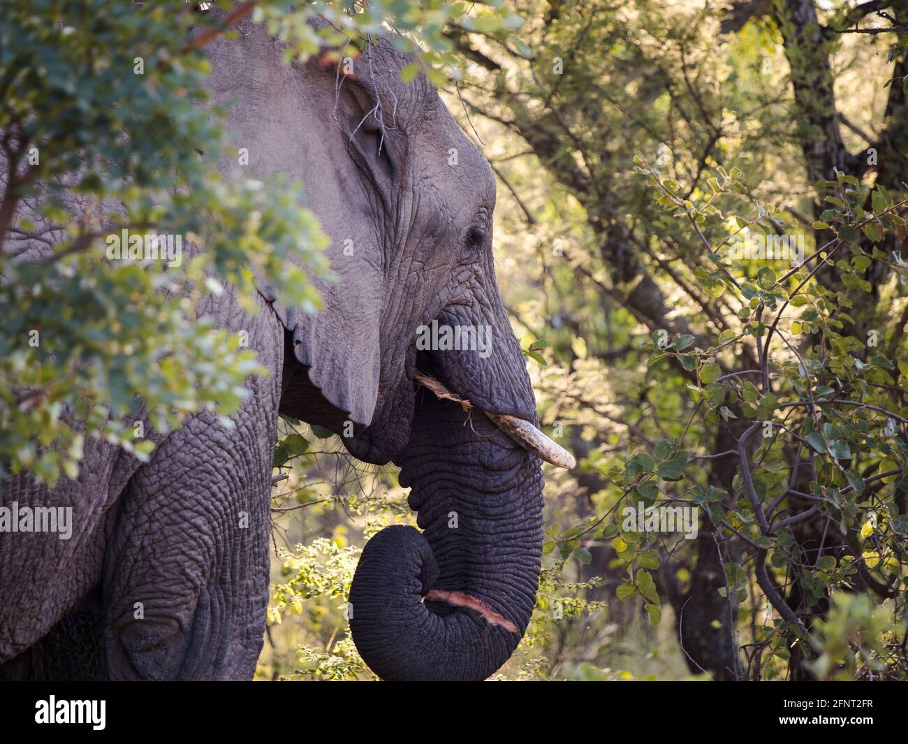 Big five grazing hi-res stock photography and images - Alamy