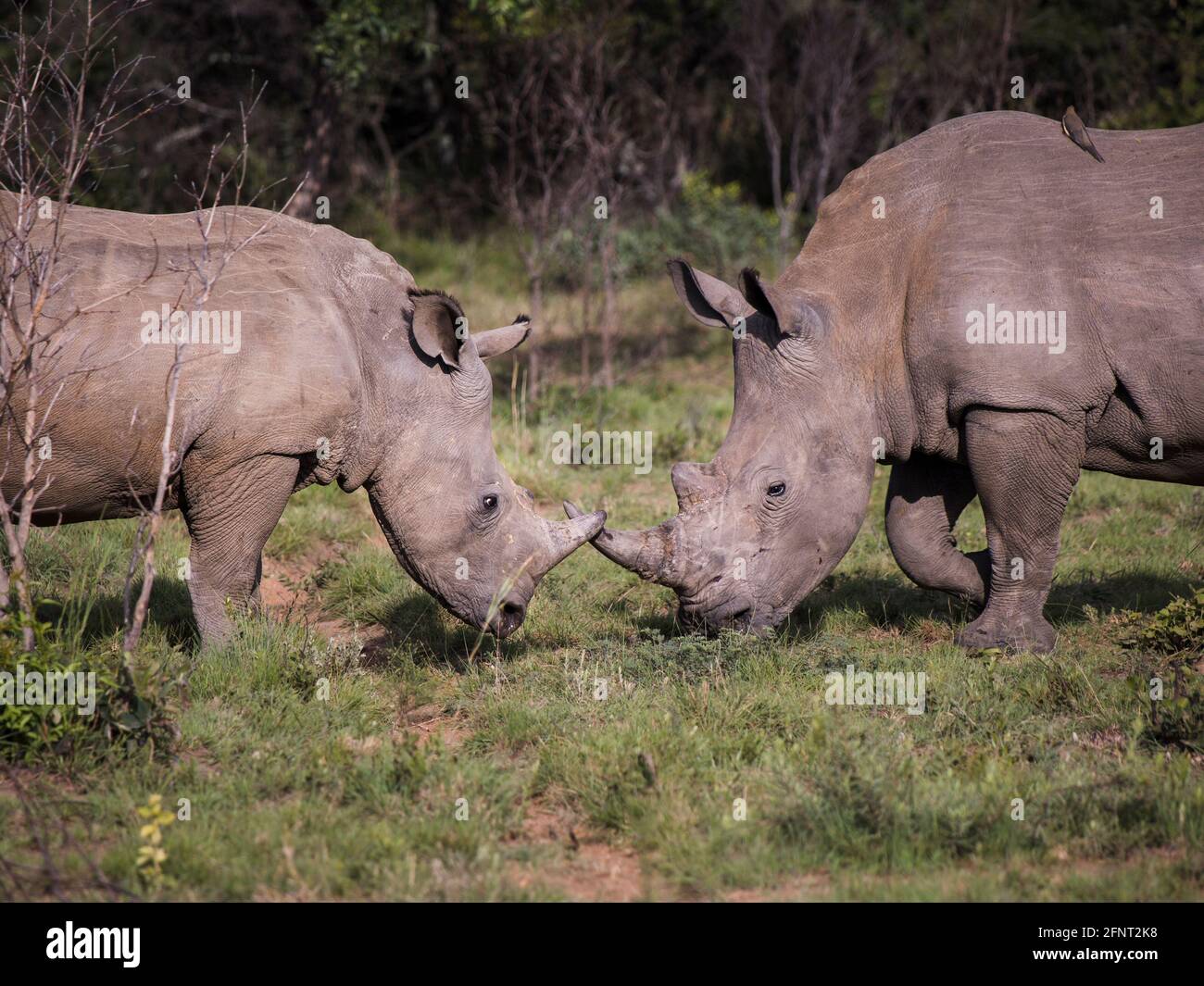 Two white rhinoceroses facing each other crossing their horns being ...
