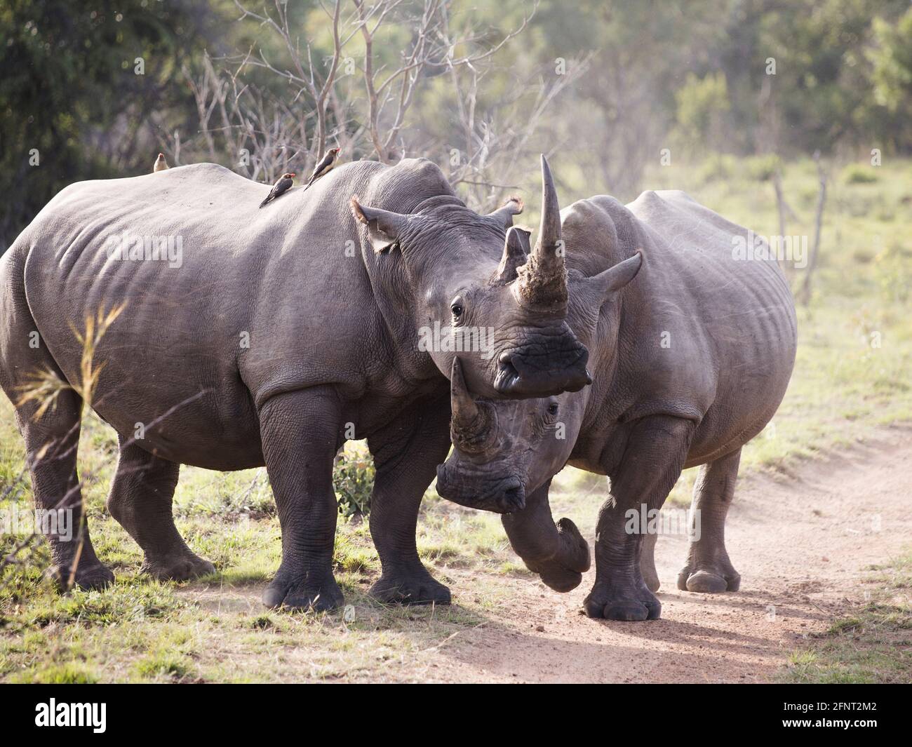Two white rhinoceroses facing the camera and playfully nudging at each ...